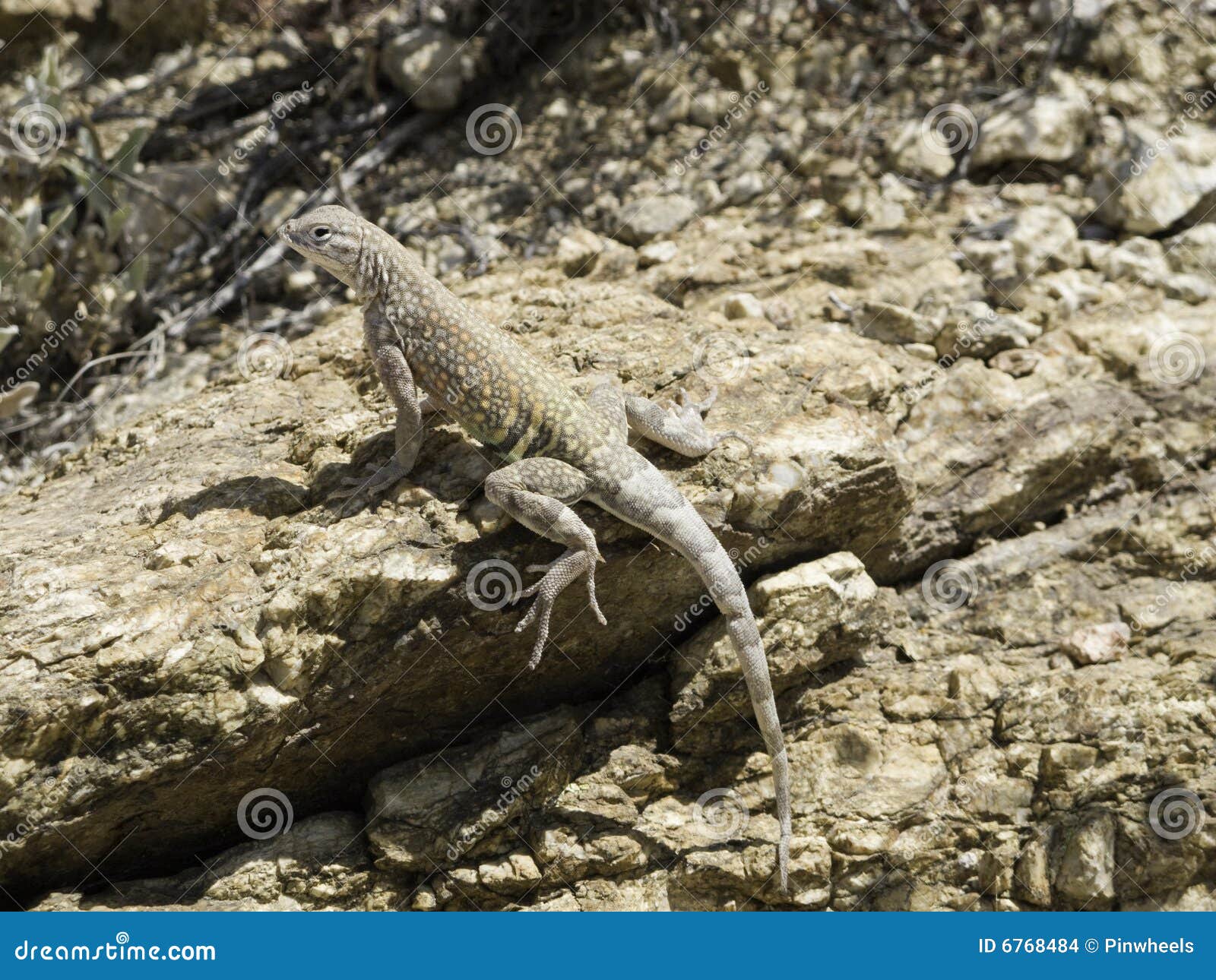 Greater Earless Lizard stock photo. Image of looking, lizard - 6768484
