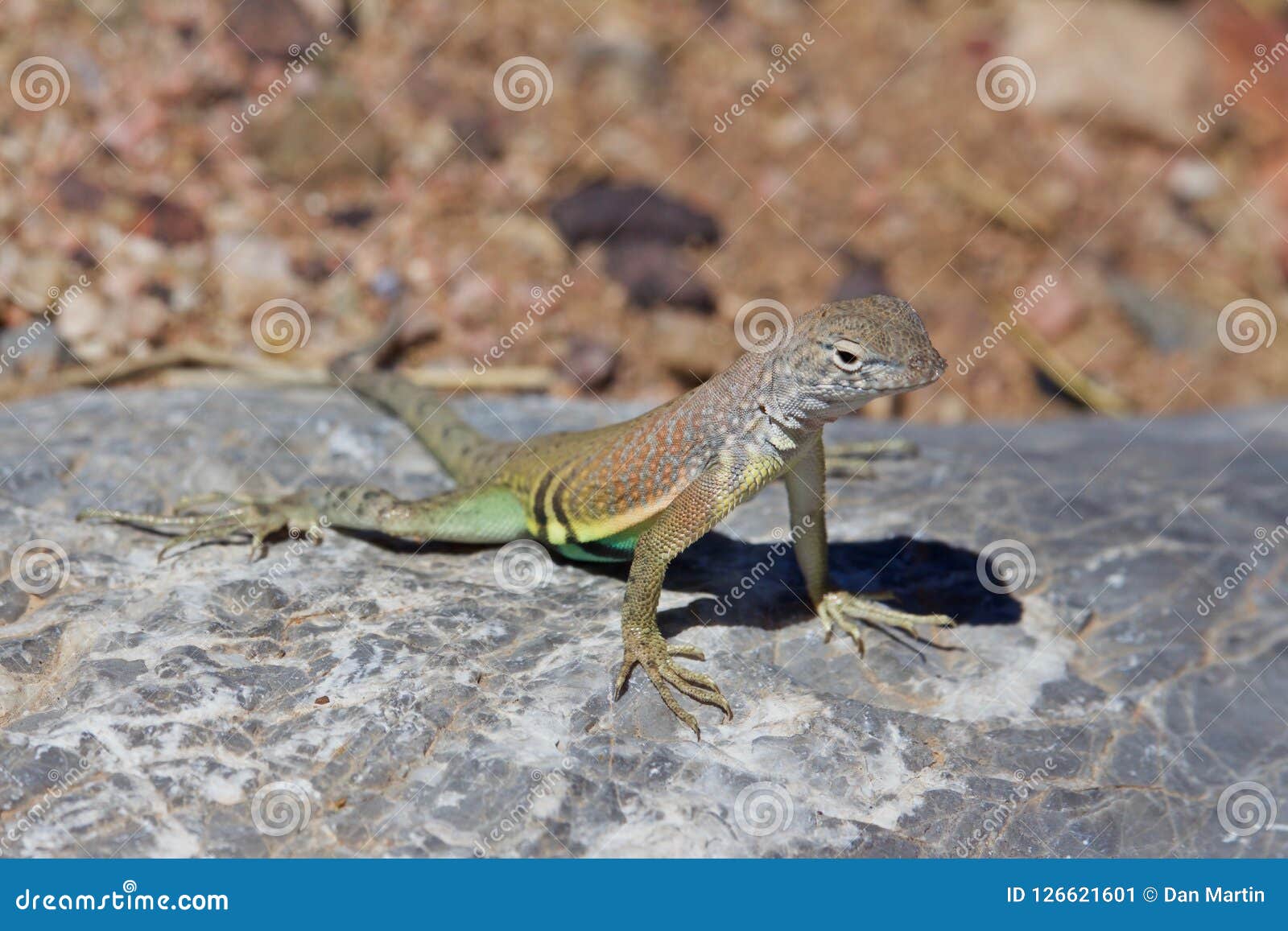 Greater Earless Lizard Basking Stock Image - Image of nature, wildlife ...