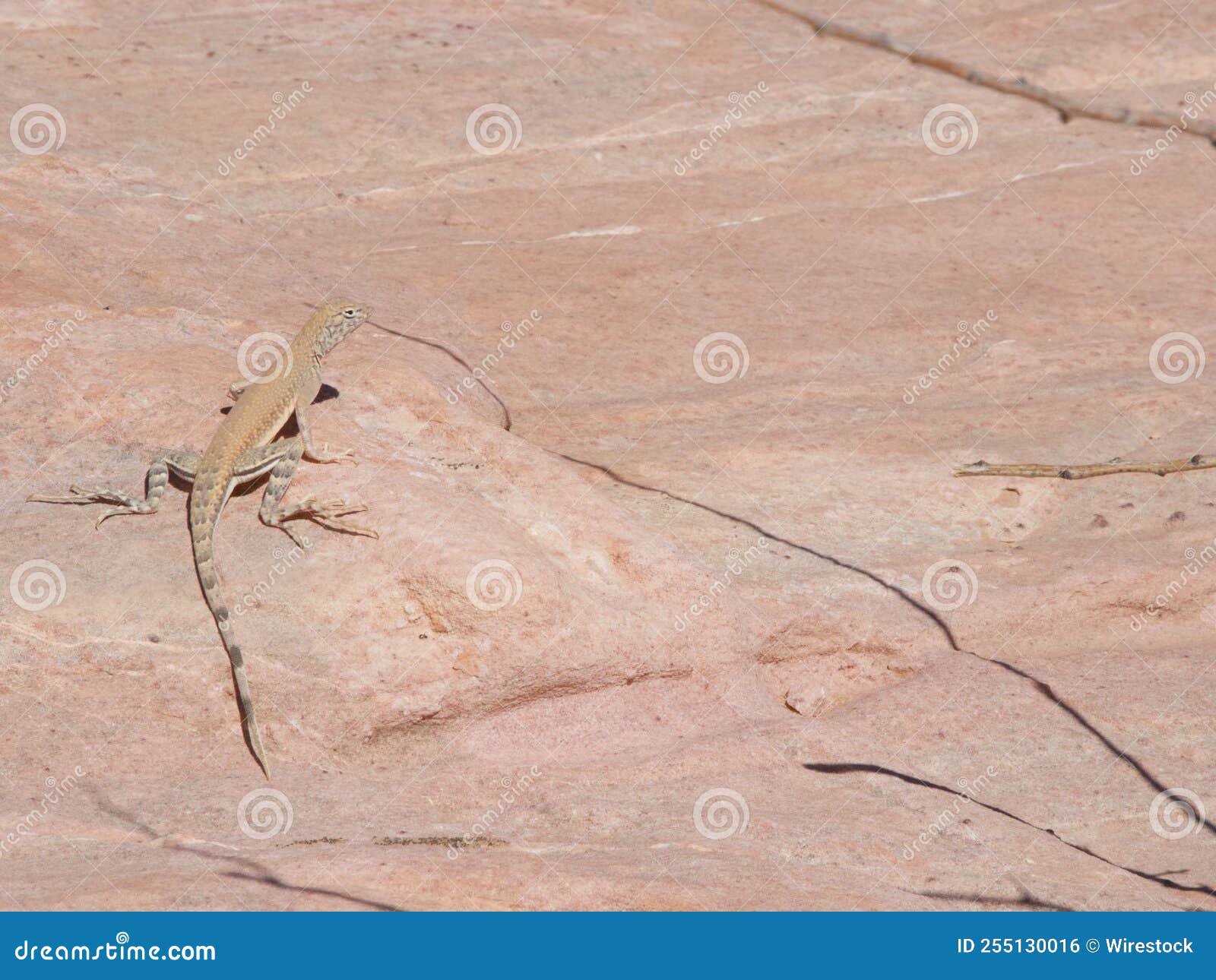 Greater Earless Lizard on Large Rock Formation Stock Photo - Image of ...