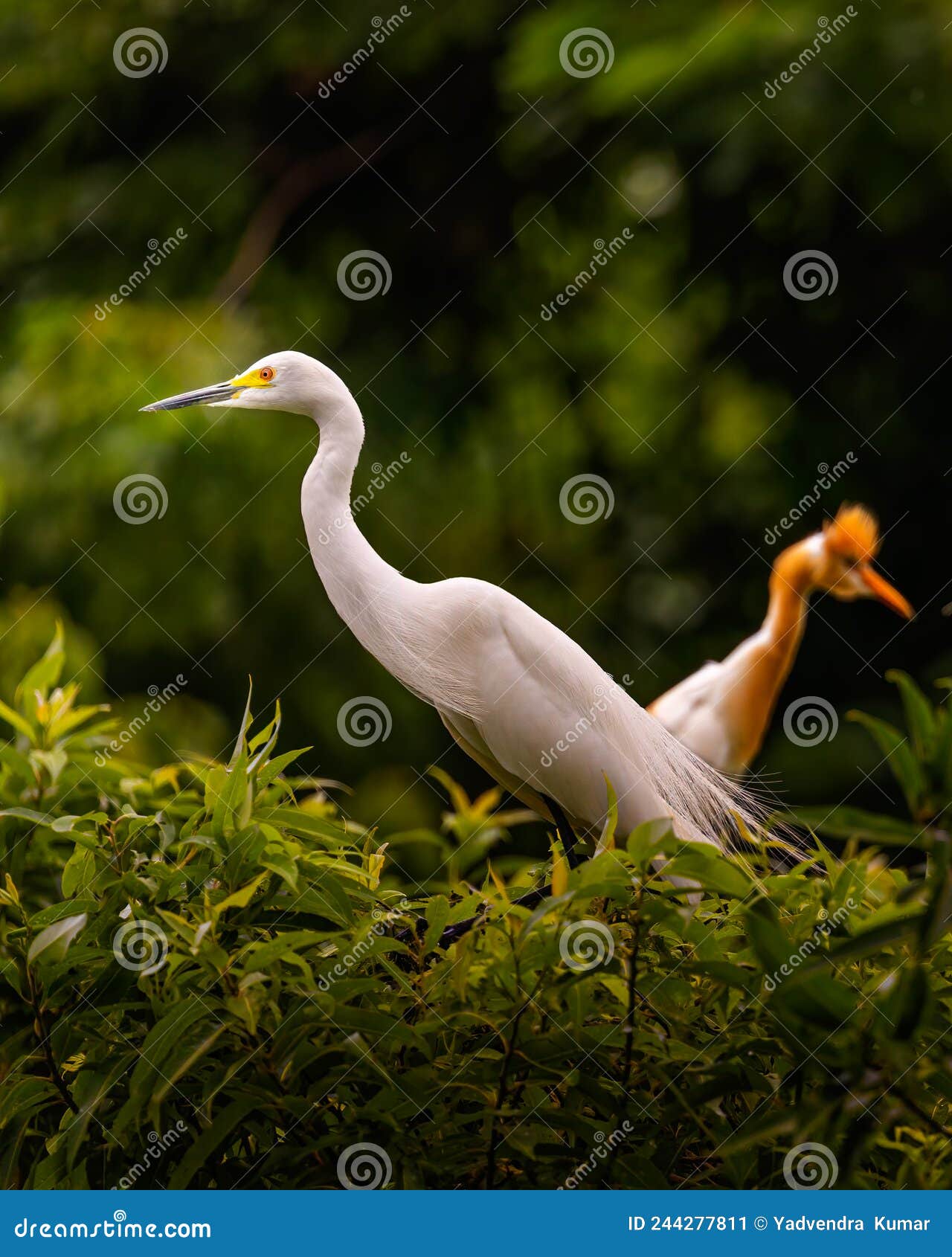 Greater Egret and Cattle Heron on a Tree Stock Image - Image of heron ...