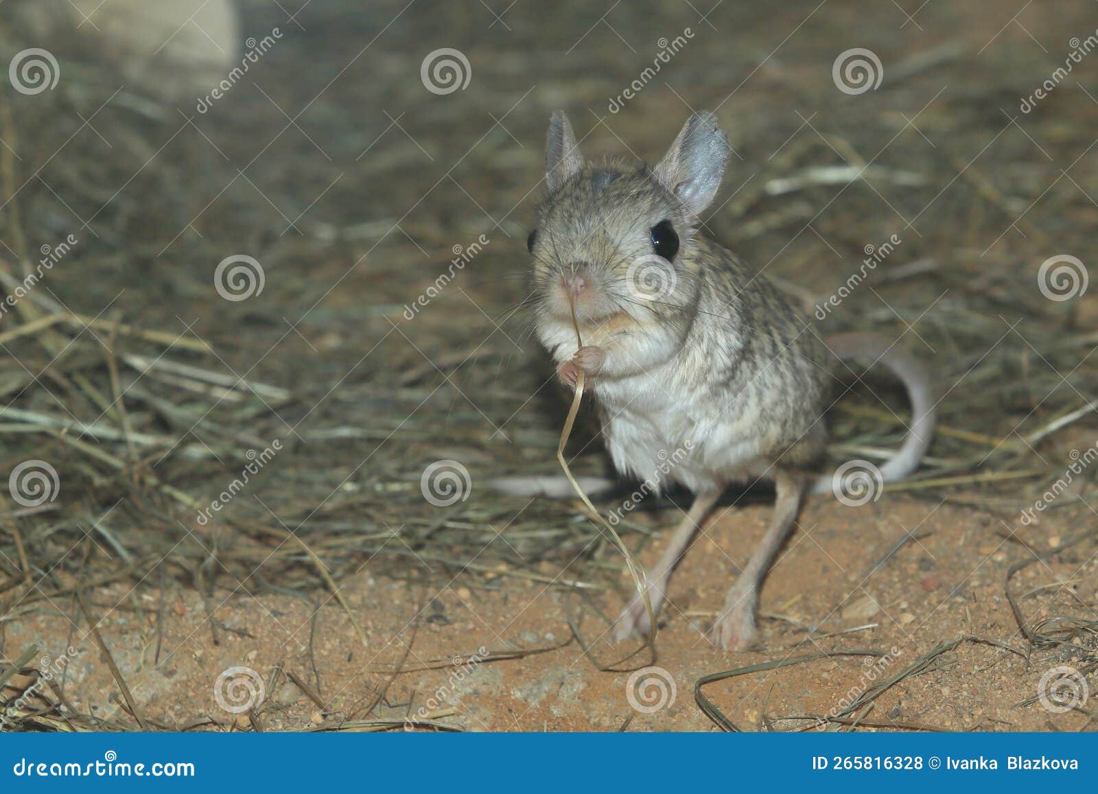 Greater egyptian jerboa stock photo. Image of animal - 265816328