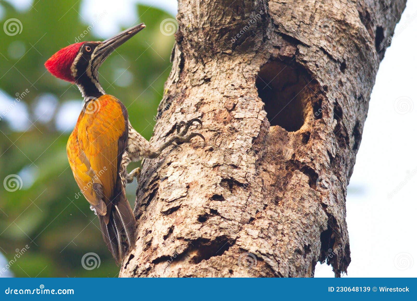 Greater Flameback Woodpecker Bird Stock Image - Image of golden, hole ...