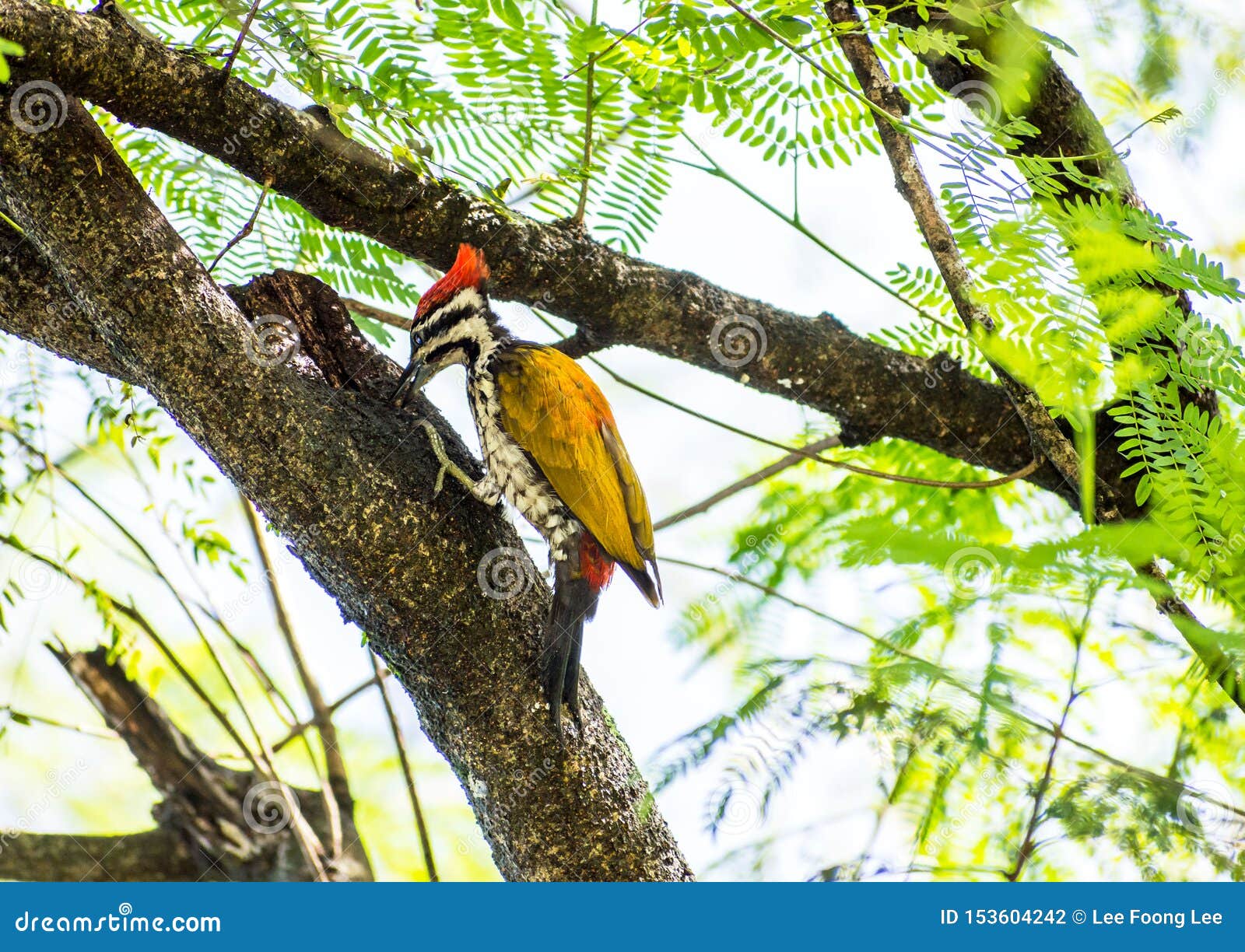 Greater Flameback Woodpecker Chrysocolaptes Guttacristatus Exploring ...
