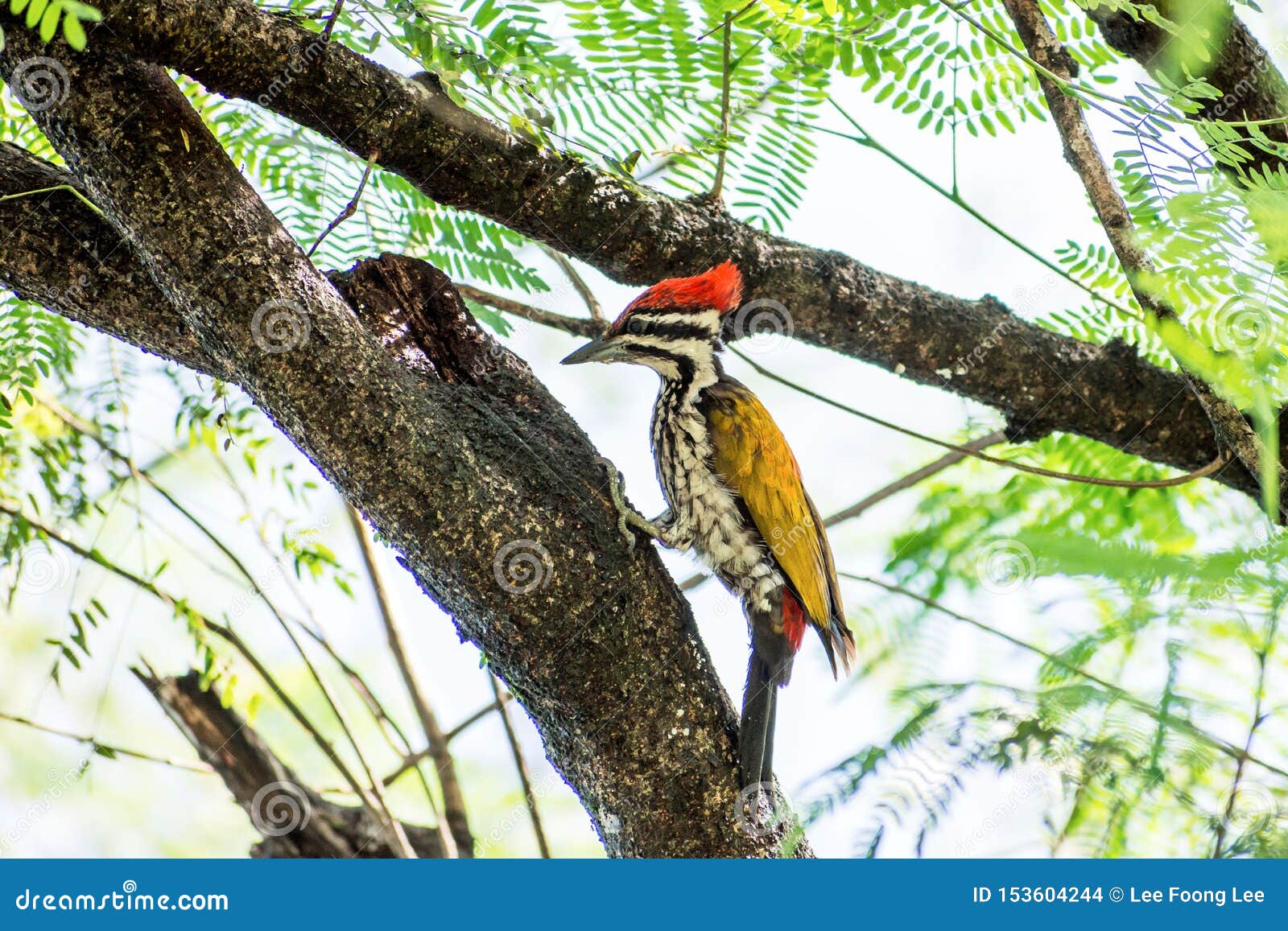 Greater Flameback Woodpecker Chrysocolaptes Guttacristatus Exploring ...