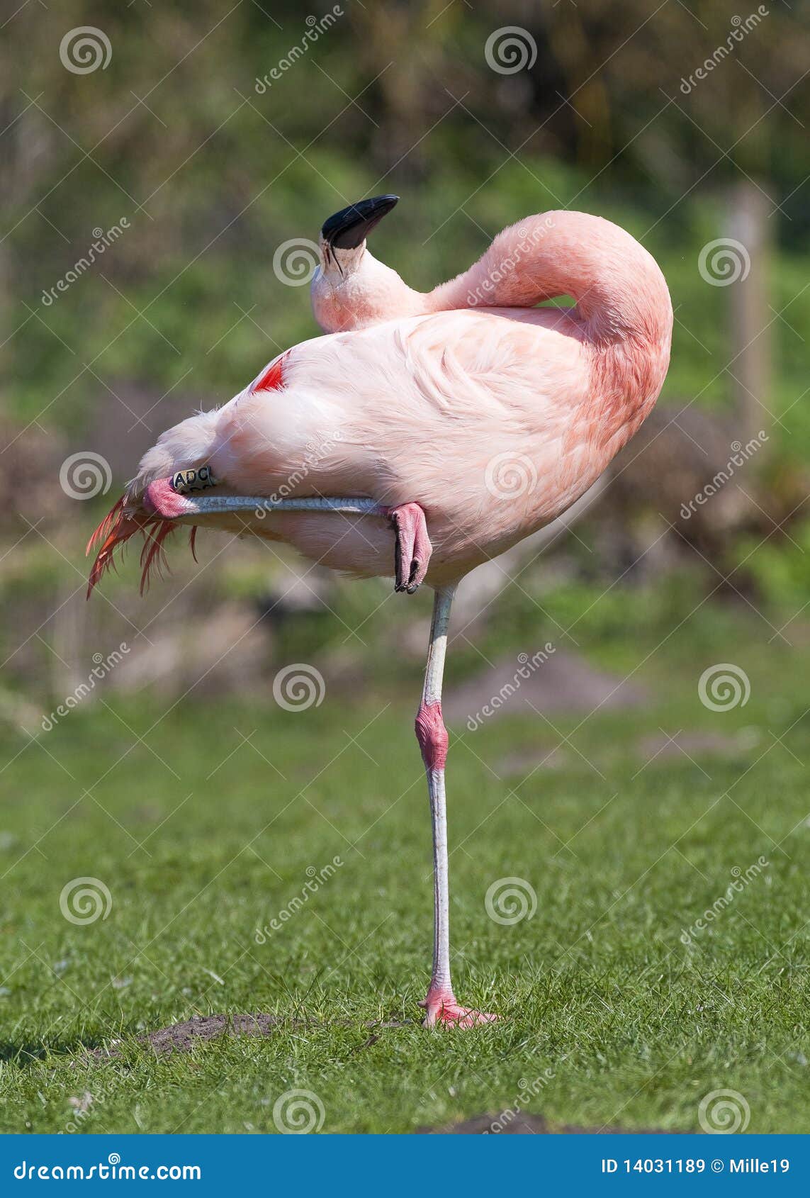 Greater Flamingo stock image. Image of roseus, long, phoenicopterus ...