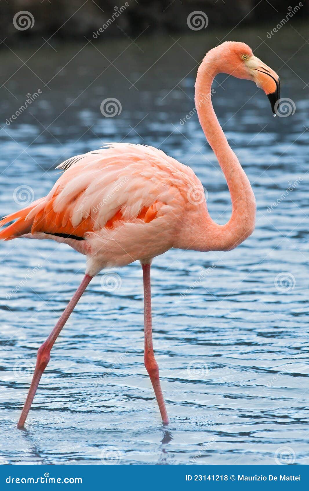 A Greater Flamingo Royalty Free Stock Photos - Image: 23141218