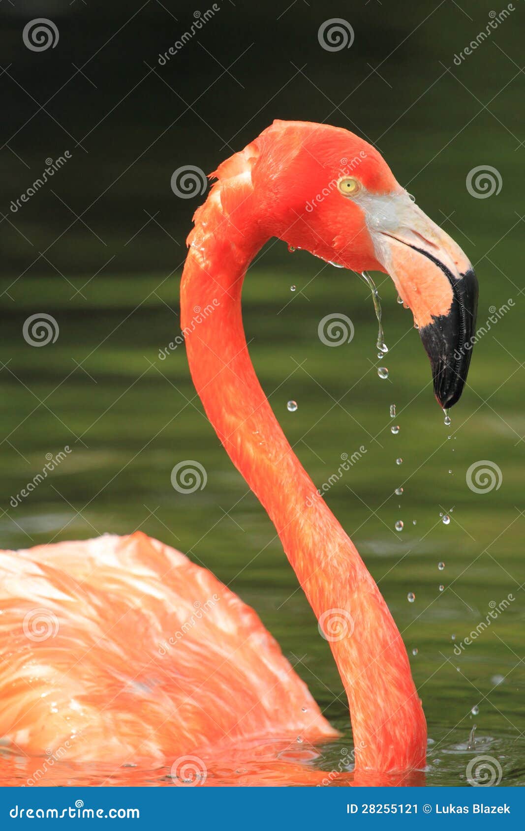 Greater flamingo stock image. Image of bill, upper, nature - 28255121