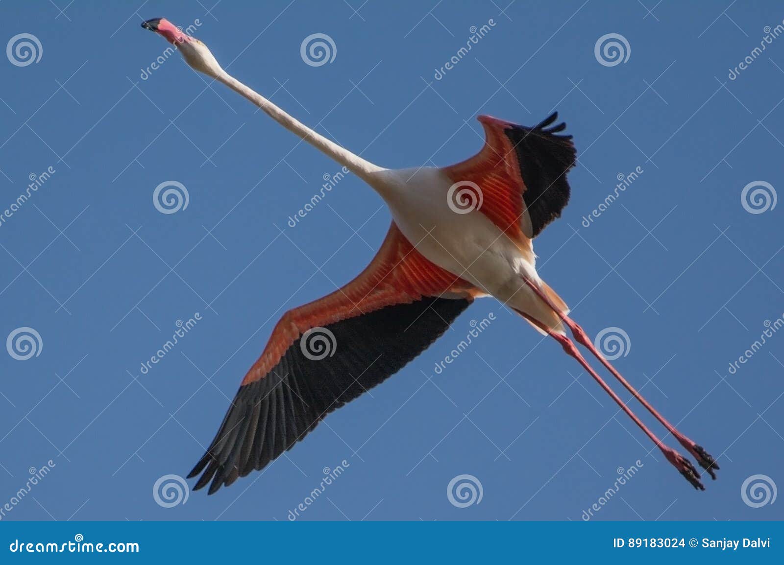 A Greater flamingo bird stock photo. Image of lake, flying - 89183024