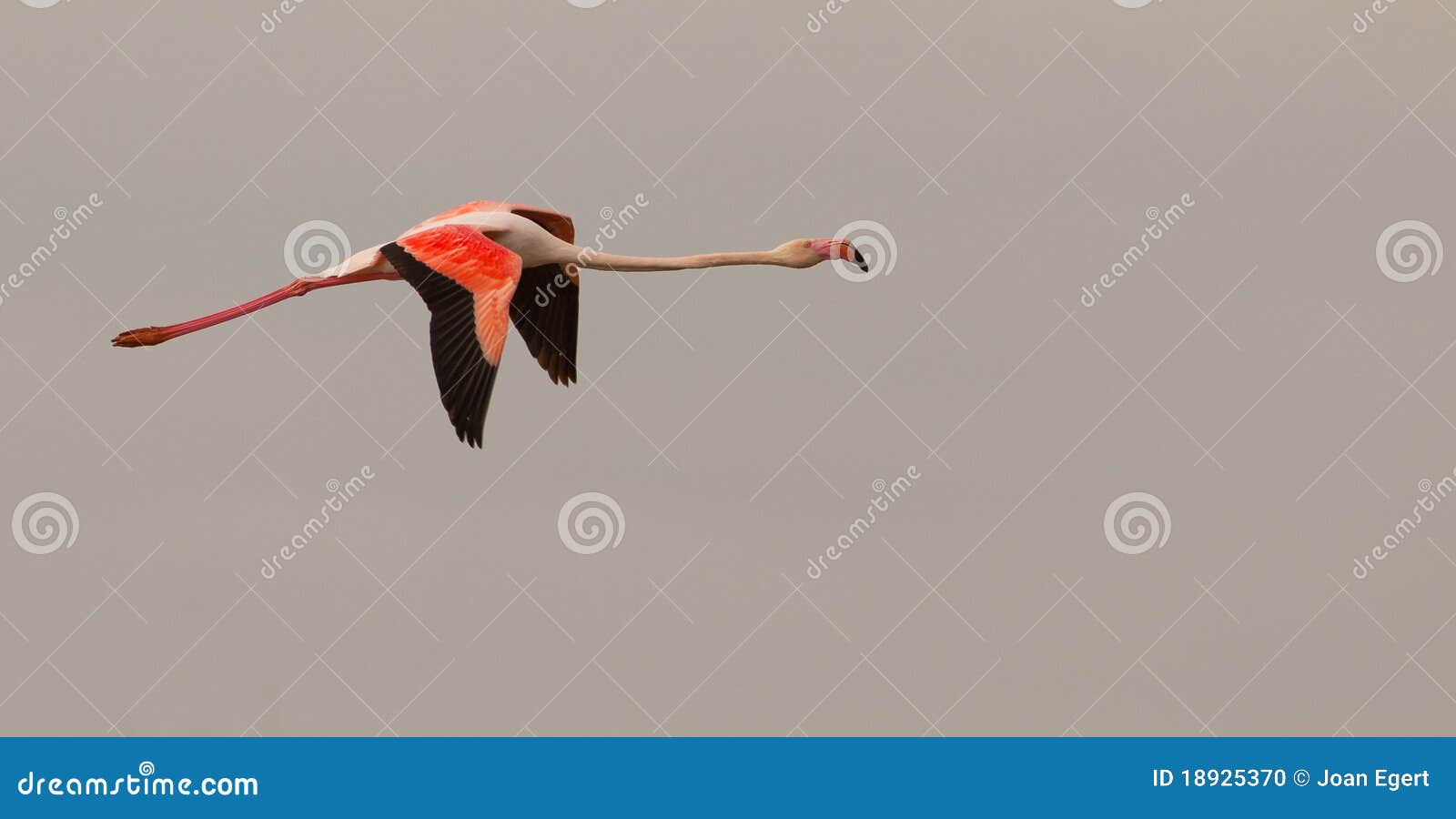 Greater Flamingo in flight stock photo. Image of emporda - 18925370