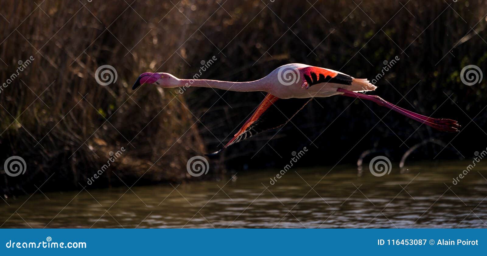 A Greater Flamingo in Flight Stock Image - Image of bird, neck: 116453087