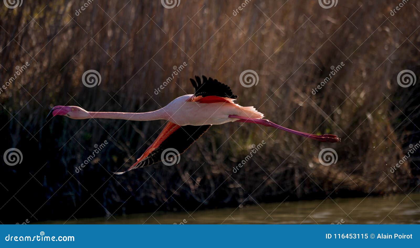 A Greater Flamingo in Flight Stock Image - Image of animal, wings ...