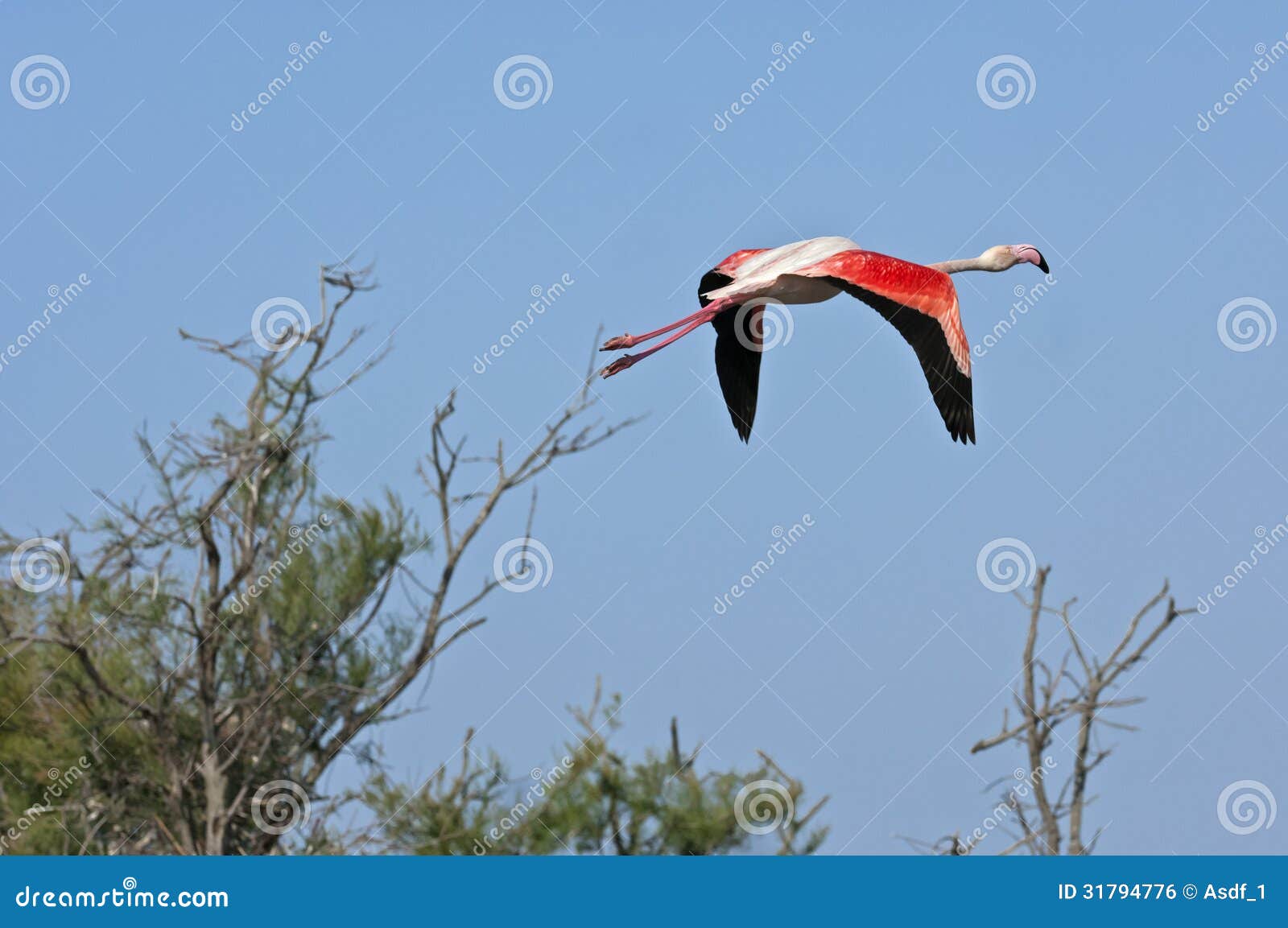 Greater Flamingo stock photo. Image of bird, midair, ruber - 31794776