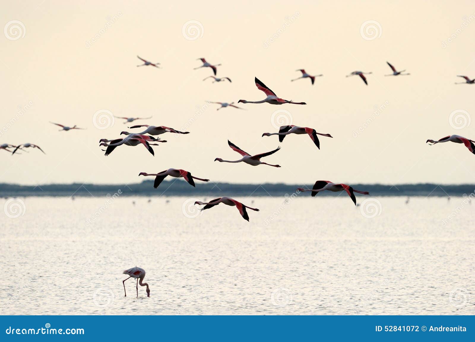 Greater Flamingo stock photo. Image of europe, colorful - 52841072