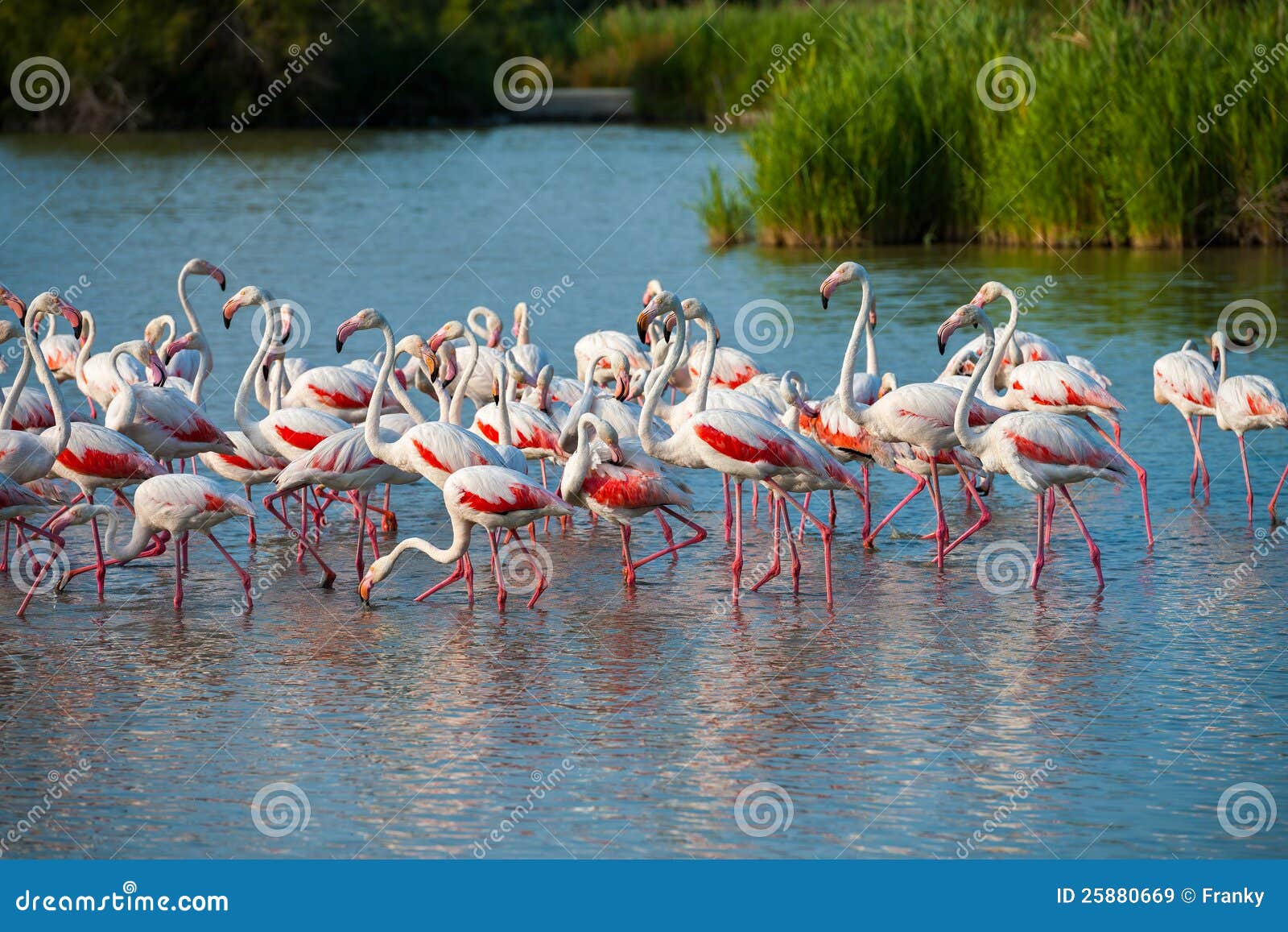 Greater Flamingo (Phoenicopterus Roseus) Stock Image - Image of ...