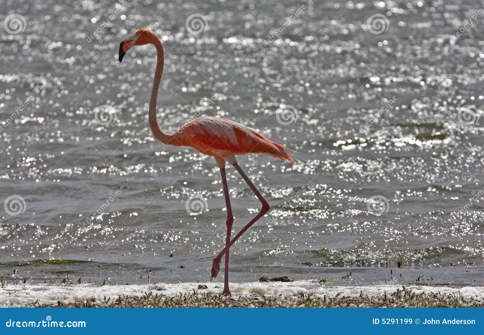 Greater Flamingo (phoenicoterus Rubber) Stock Image - Image of flamingo ...