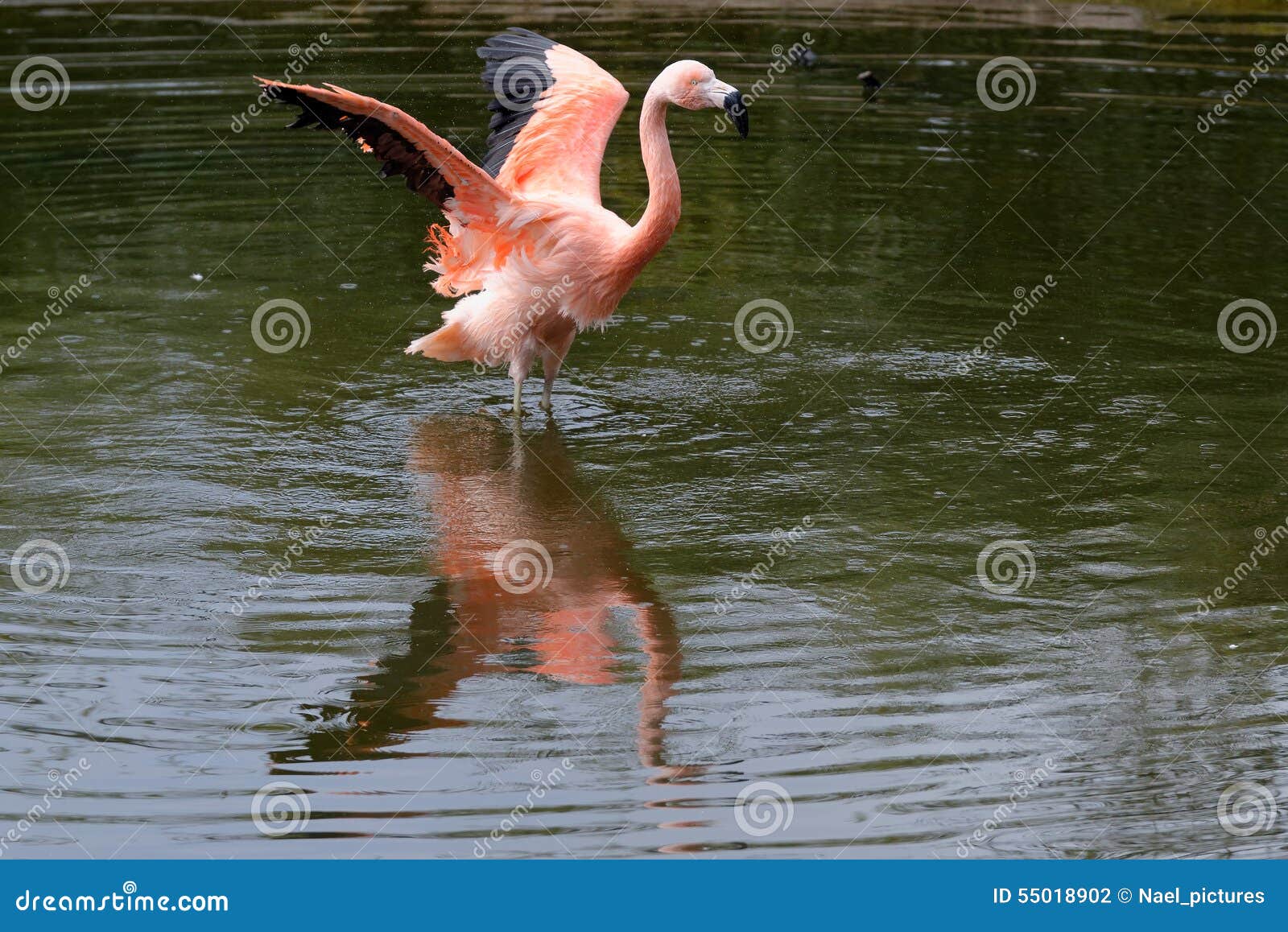 Greater flamingo stock photo. Image of flamingo, feathers - 55018902