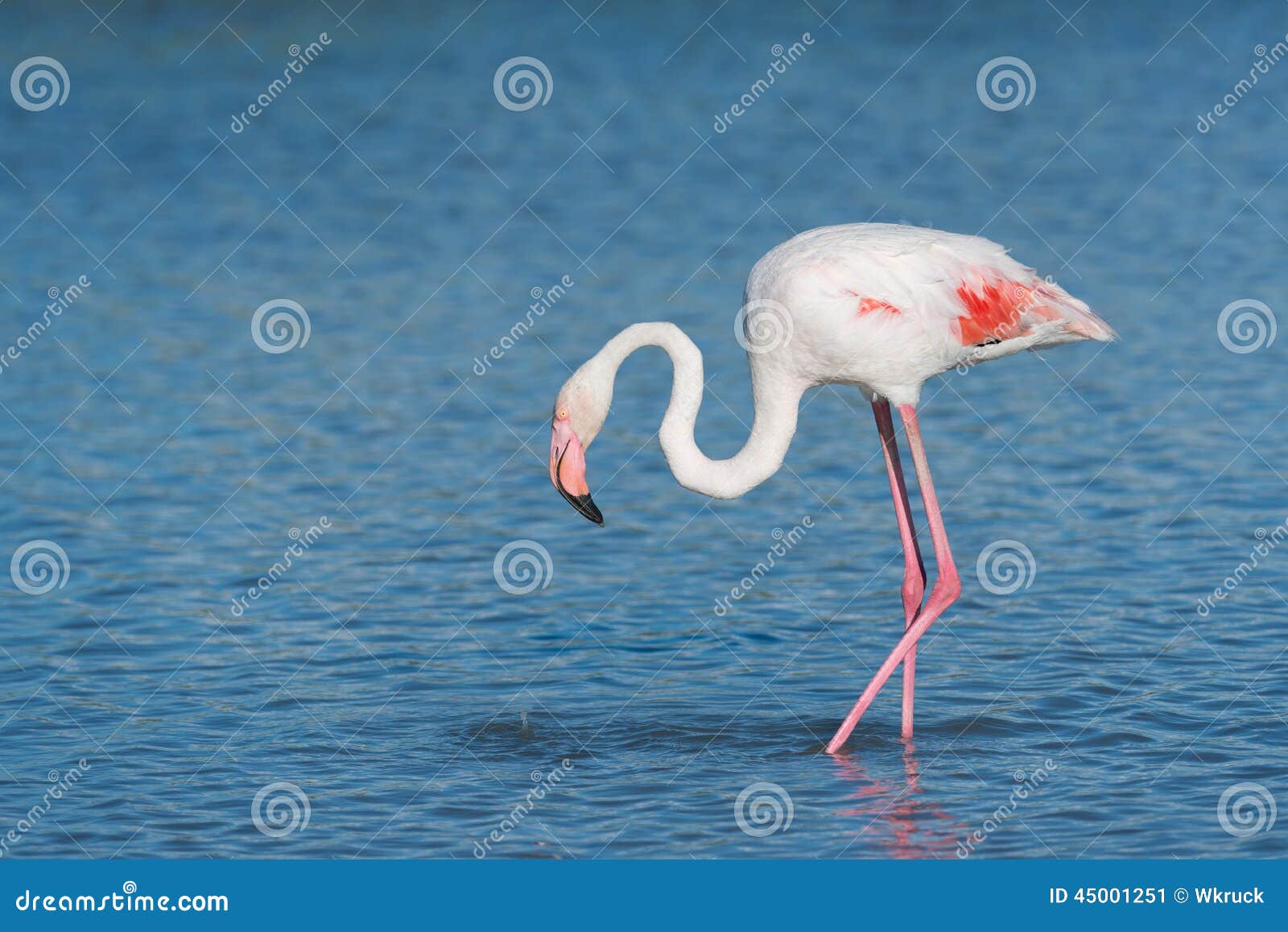 Greater flamingo stock image. Image of france, wild, pond - 45001251