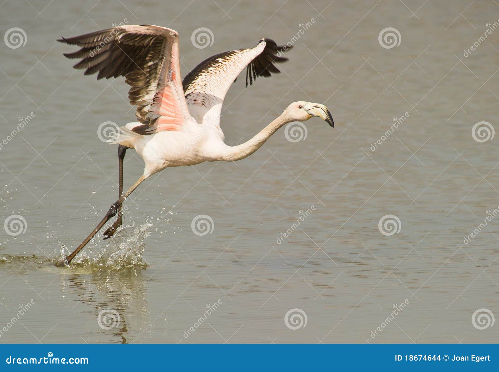 Greater Flamingo Taking Off Stock Photo - Image of birds, animals: 18674644