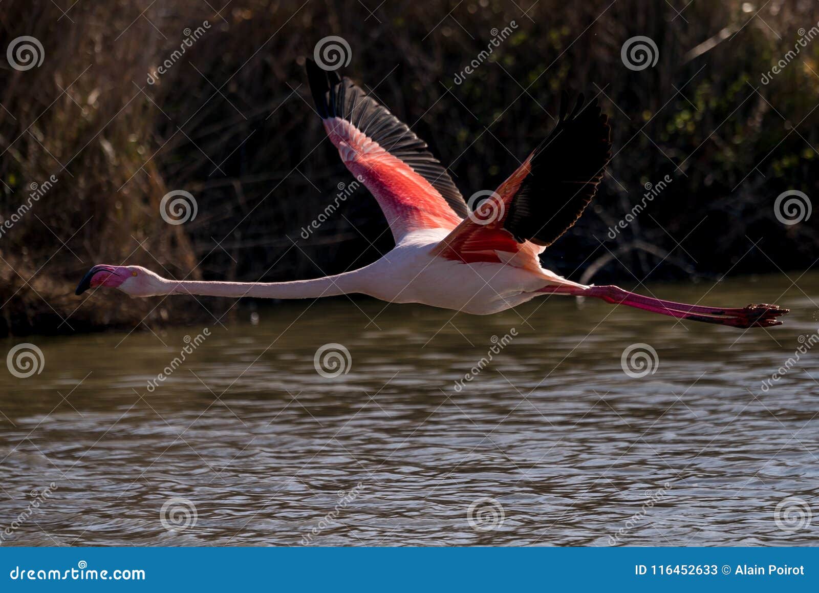 A Greater Flamingo Taking Off Stock Image - Image of ornithologique ...