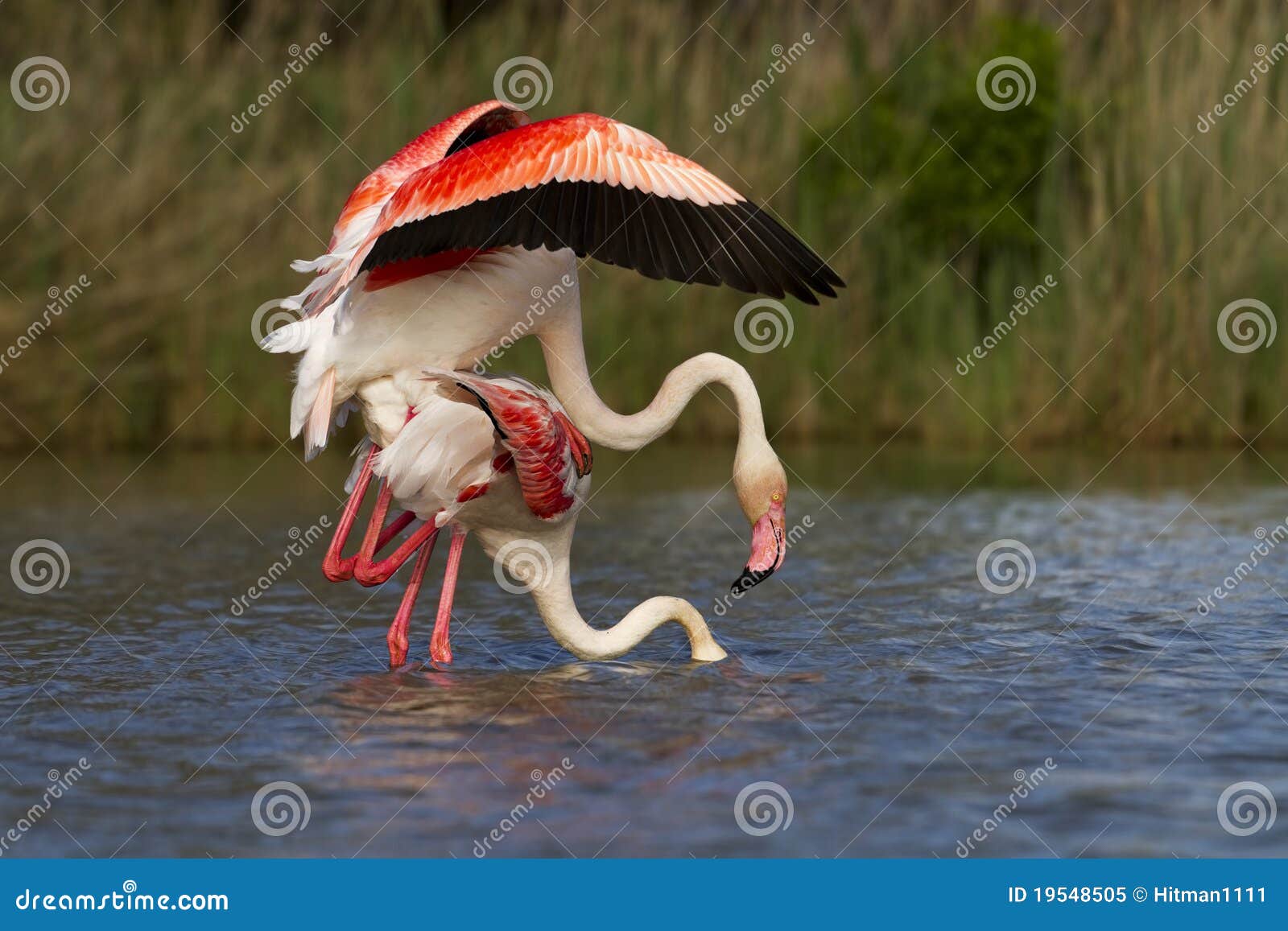 Greater Flamingos stock image. Image of colorful, fauna - 19548505