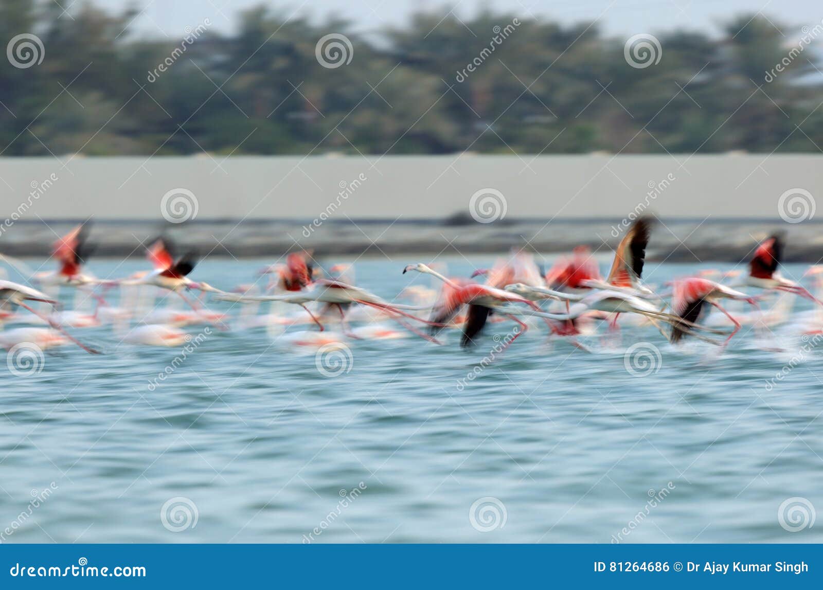 Greater Flamingos in Flight Stock Photo - Image of flock, feathered ...