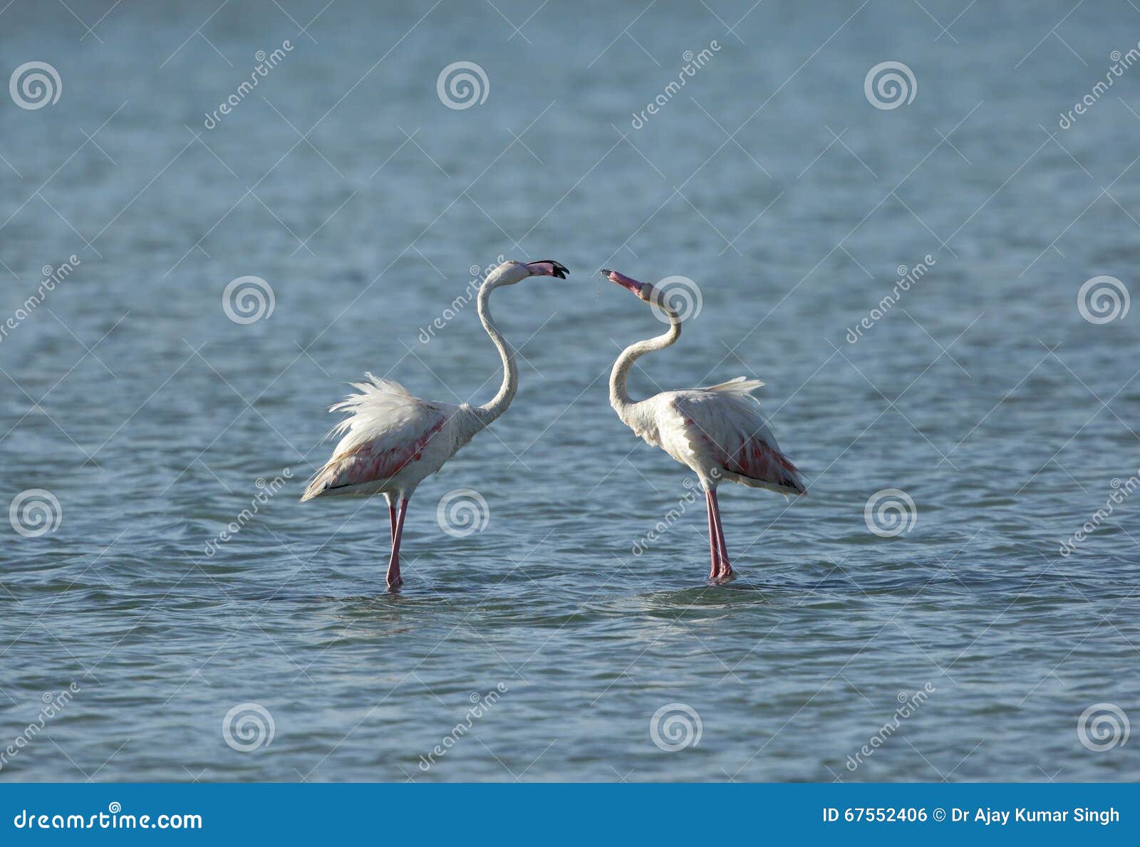 Greater Flamingos playing stock photo. Image of legs - 67552406