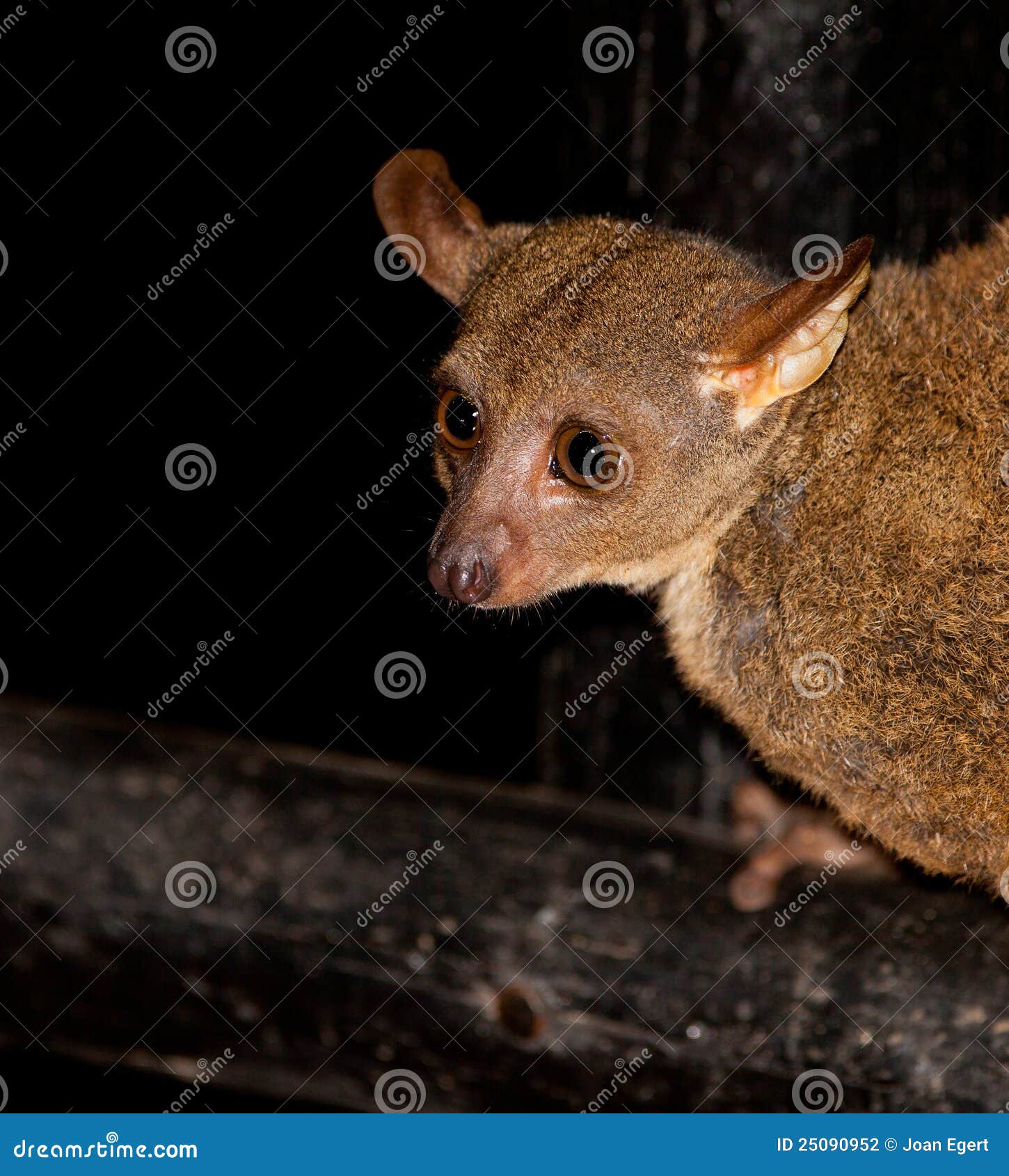 Greater Galago stock photo. Image of fauna, color, brown - 25090952