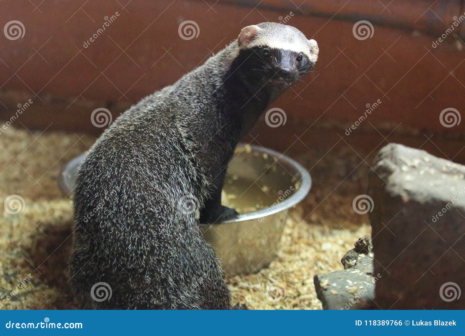 Greater grison stock photo. Image of grison, america - 118389766