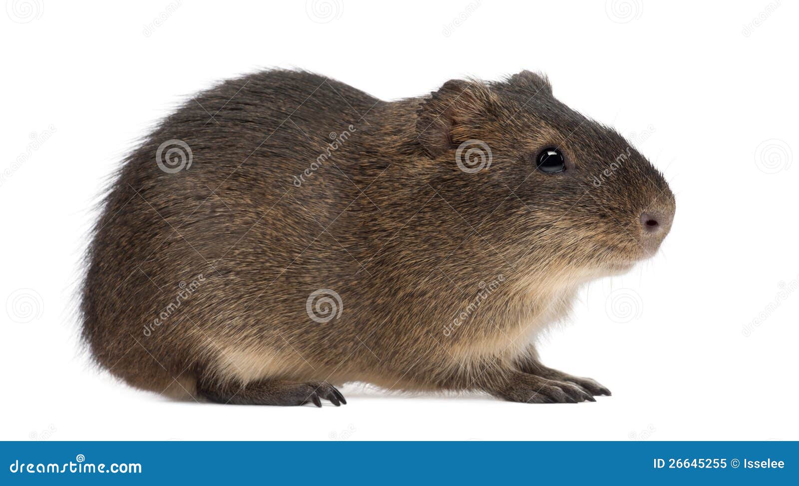 Greater Guinea Pig, Cavia Magna, Wild Rare Mouse In The Nature Habitat ...