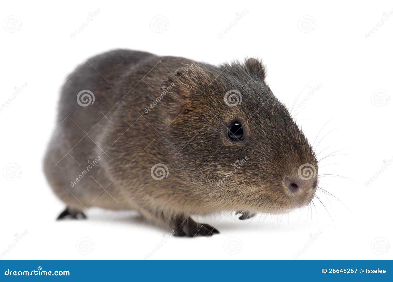 Greater Guinea Pig, Cavia Magna, Wild Rare Mouse In The Nature Habitat ...