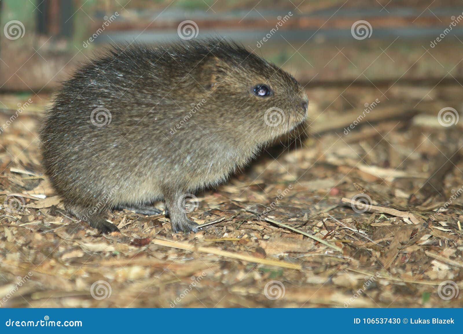 Greater Guinea Pig, Cavia Magna, Wild Rare Mouse In The Nature Habitat ...