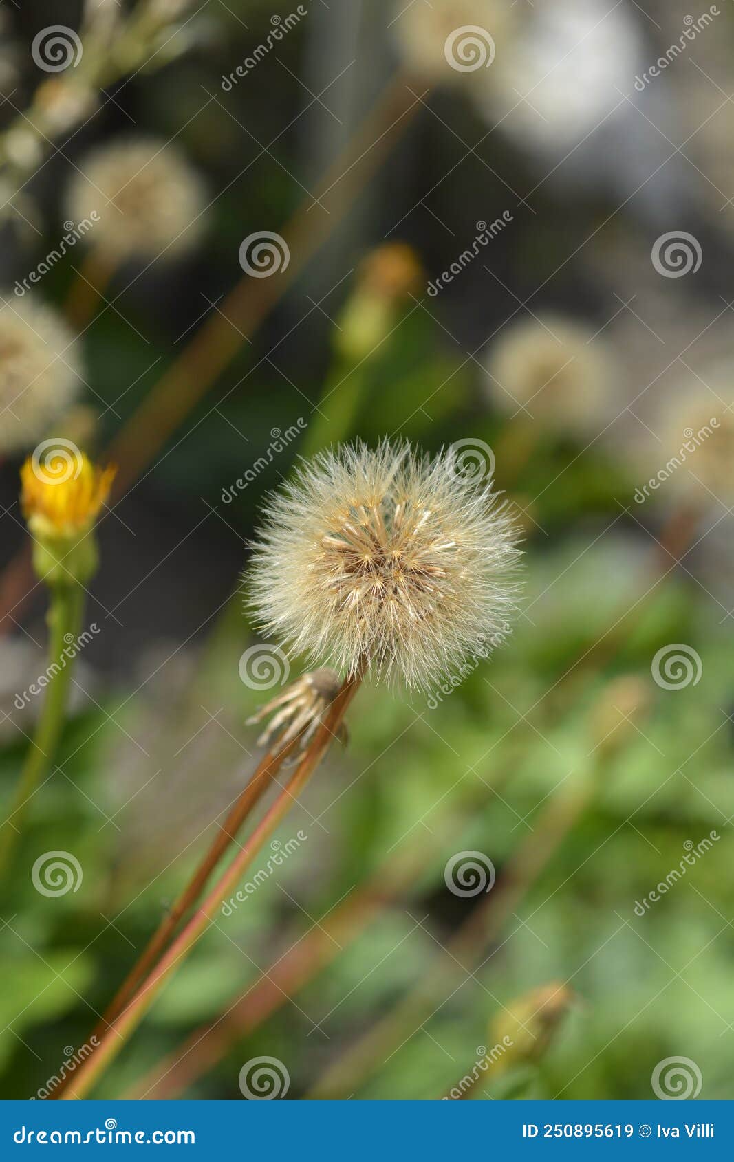 Greater hawkbit stock image. Image of green, head, botany - 250895619