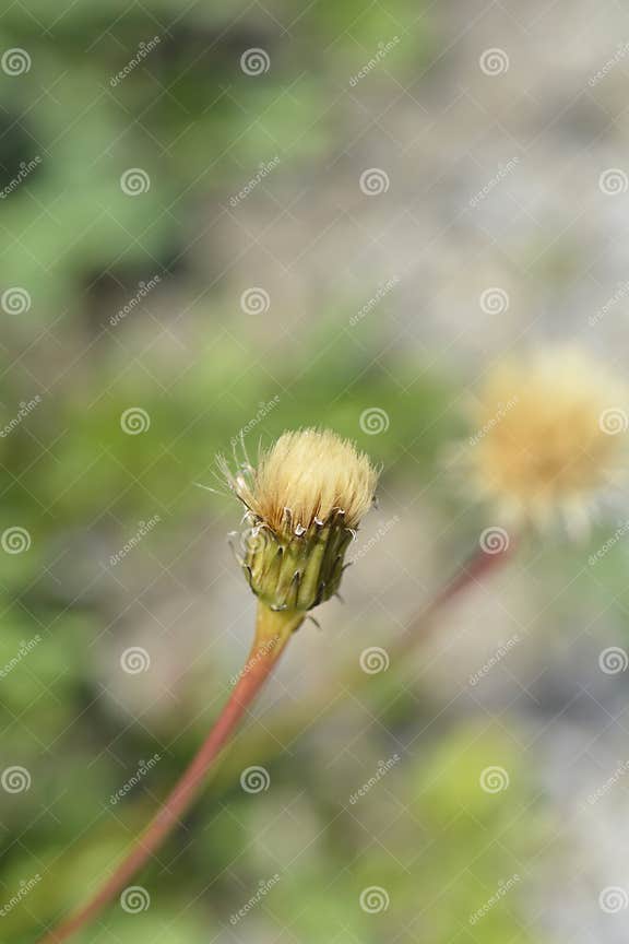 Greater hawkbit stock photo. Image of seed, head, hawkbit - 253398066
