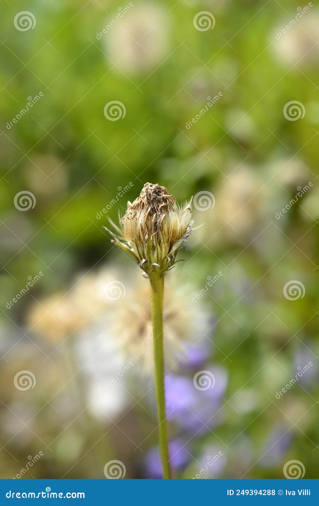 Greater hawkbit stock photo. Image of outdoors, close - 249394288
