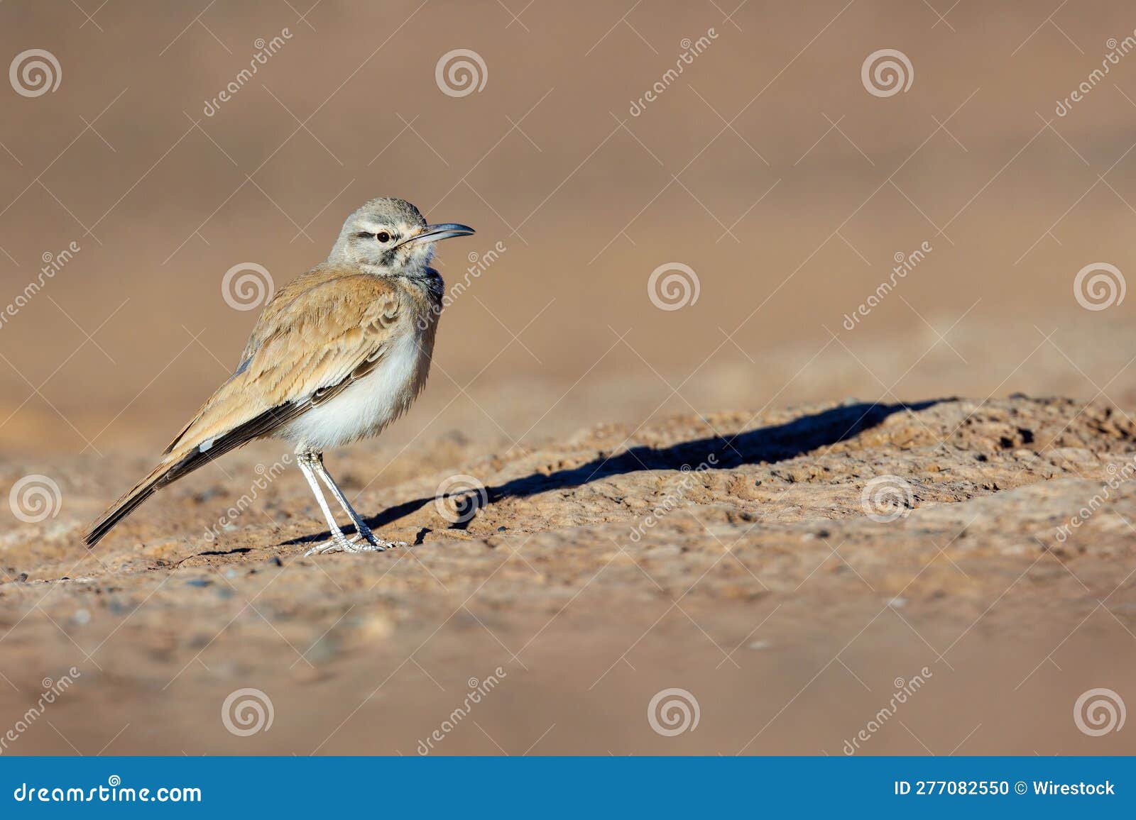 Greater Hoopoe-lark (Alaemon Alaudipes) Perched on the Ground Stock ...