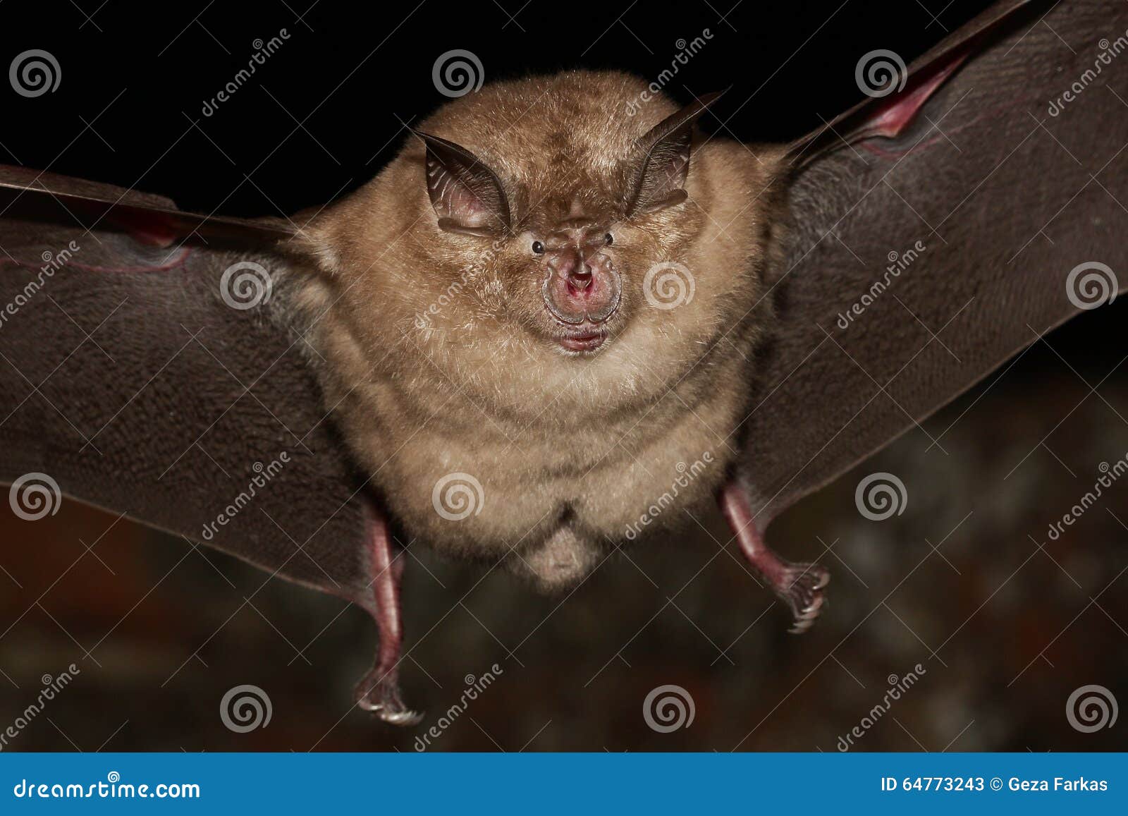 Greater Horseshoe Bat Flight Stock Image - Image of eared, european ...