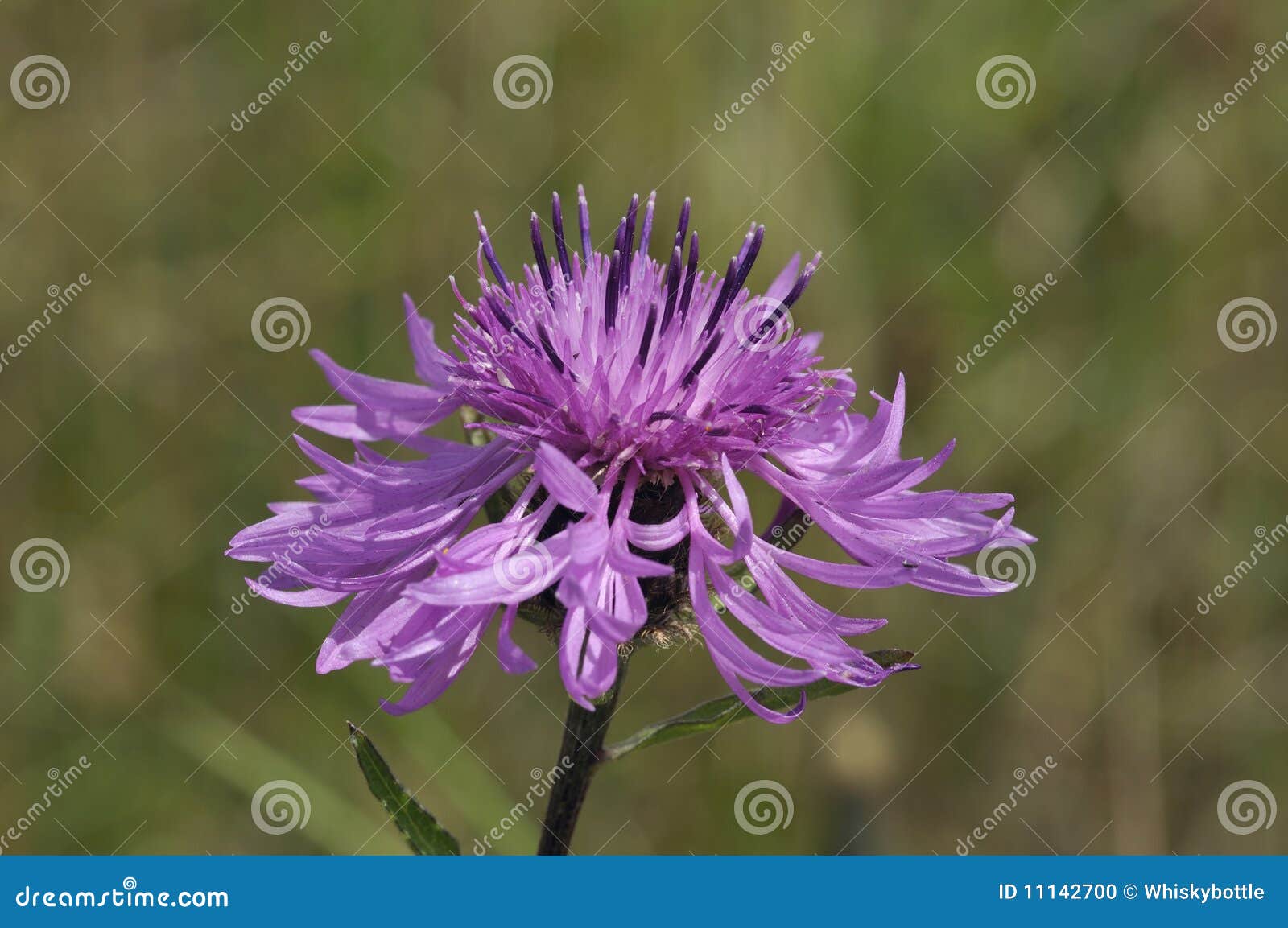 Greater Knapweed - Centaurea Scabiosa Stock Photo - Image of flower ...