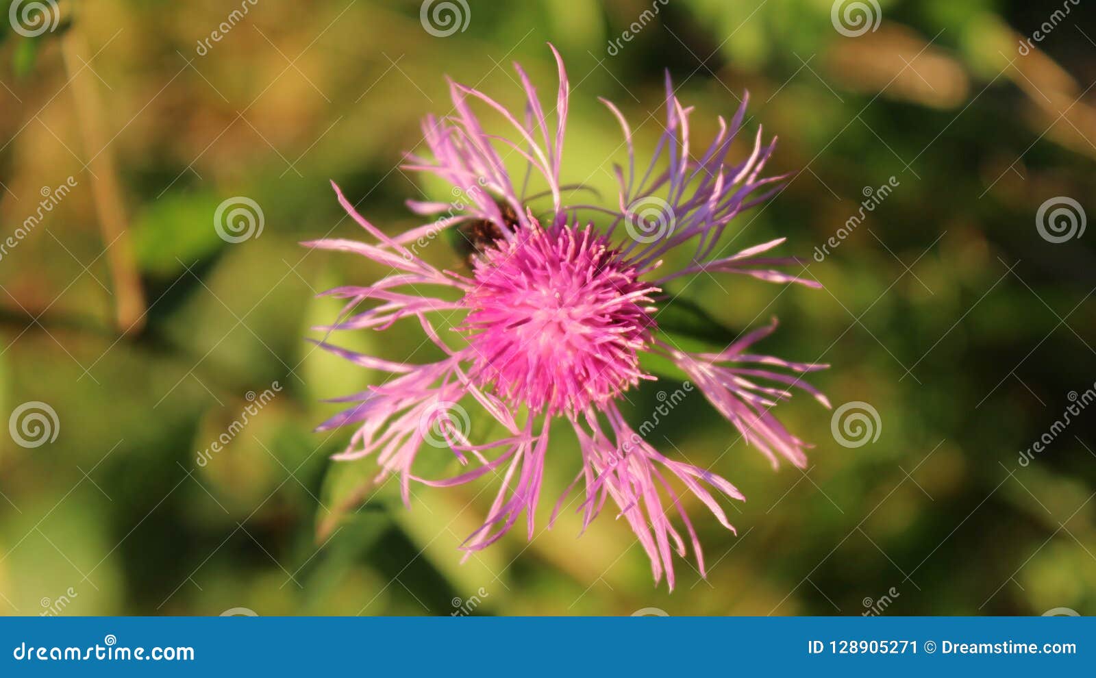 Pink Bachelor Button, Pokok Butang Ungu, Button Agaga, Everlasting ...