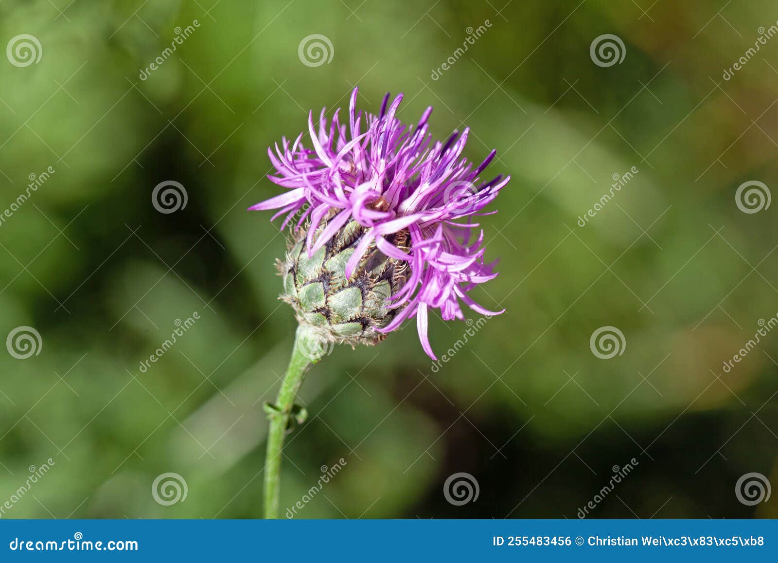 Greater Knapweed, Centaurea Scabiosa Stock Photo - Image of beautiful ...