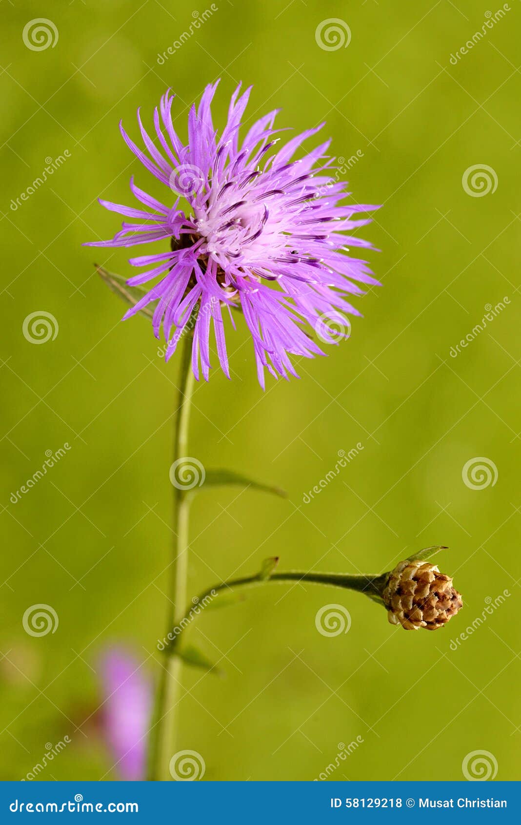Greater Knapweed flower stock photo. Image of pink, closeup - 58129218