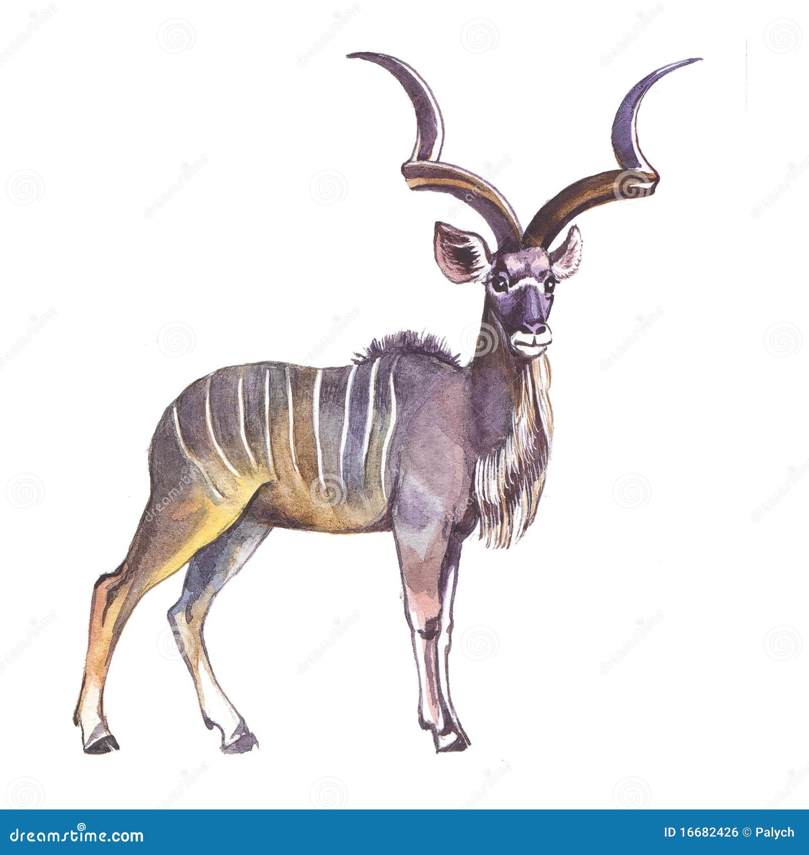 Greater Kudu stock illustration. Illustration of precious - 16682426