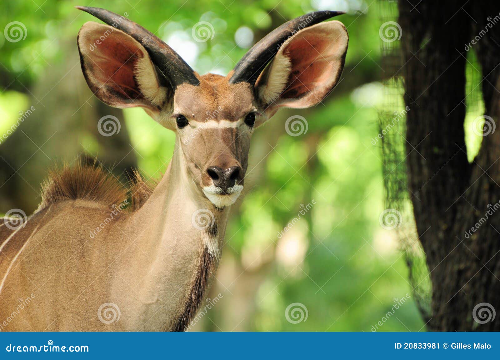 Greater Kudu Antelope stock image. Image of survive, gazelles - 20833981