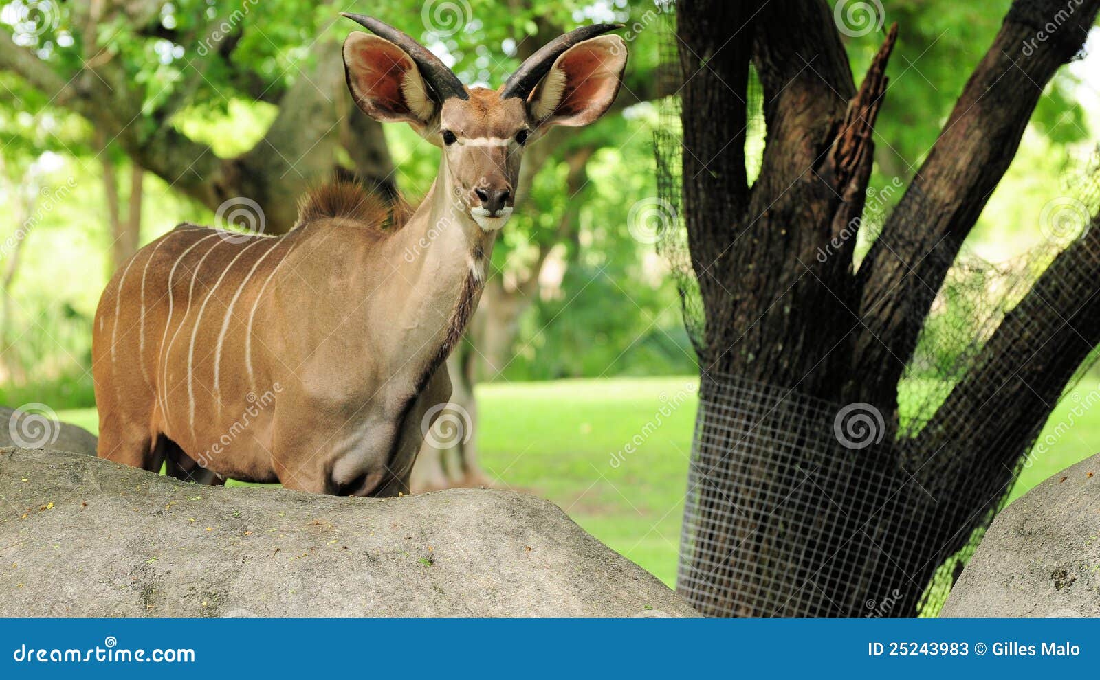 Greater Kudu Antelope (short Horns) Stock Image - Image of mammals ...