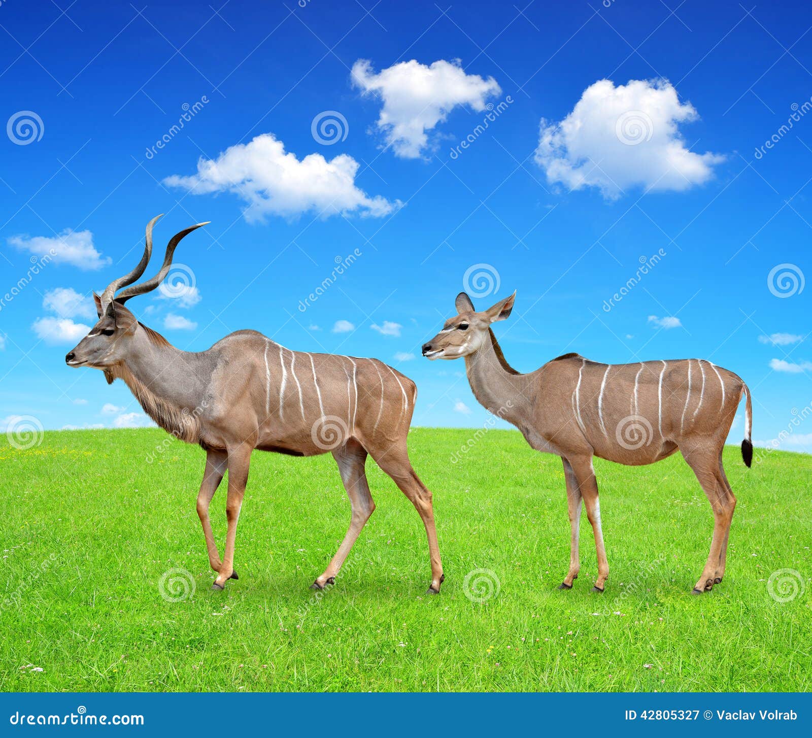 Greater kudu stock image. Image of greater, exotic, safari - 42805327