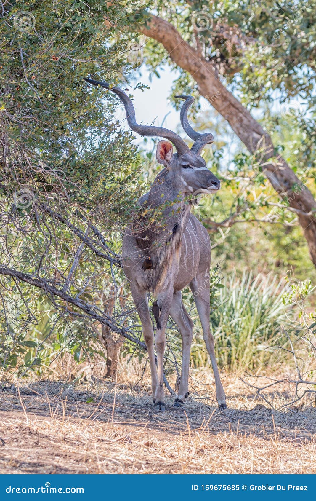 Greater Kudu Bull Under a Tree Stock Image - Image of kudu, rural ...