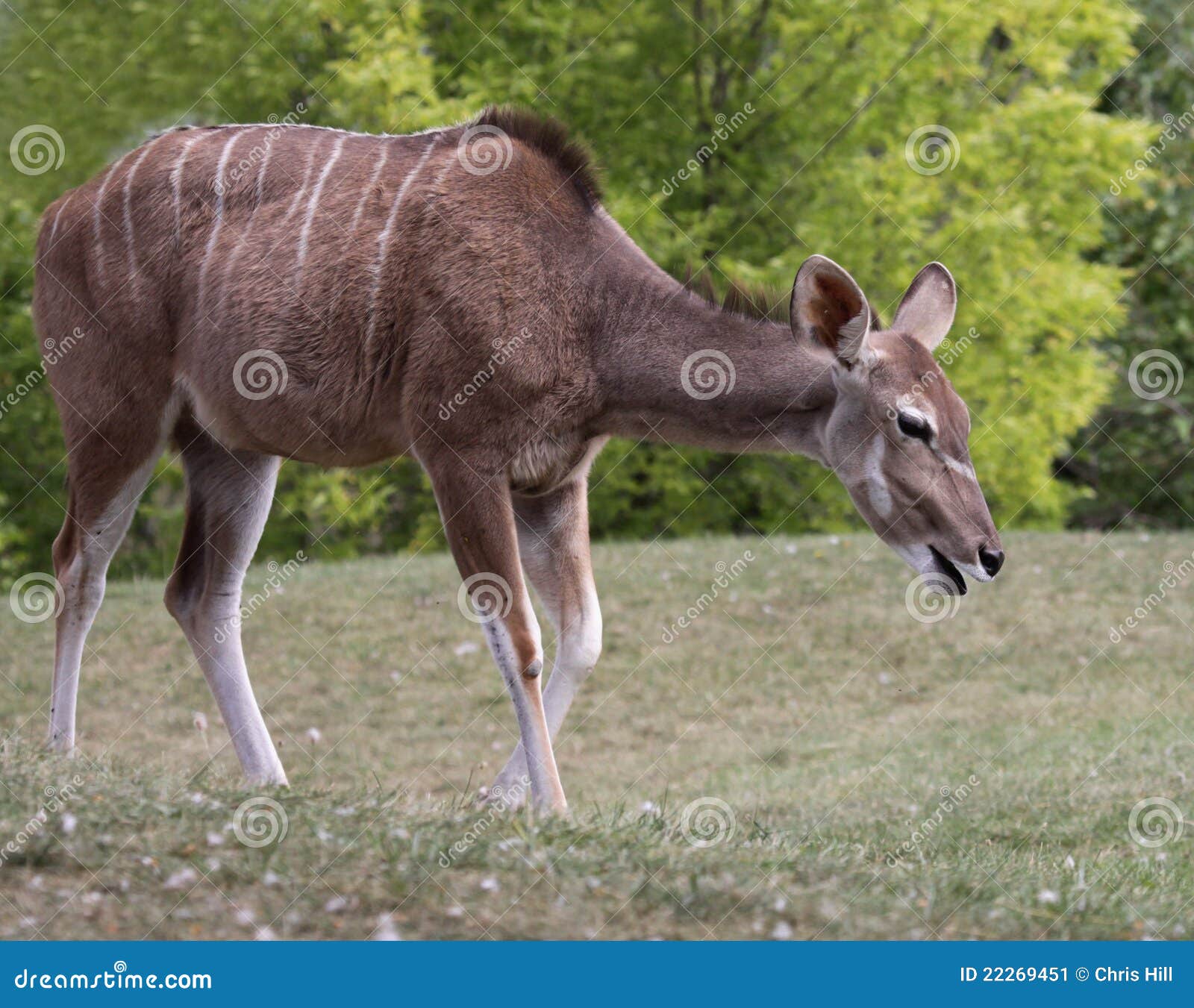 Greater Kudu Eating stock image. Image of antelopes, african - 22269451