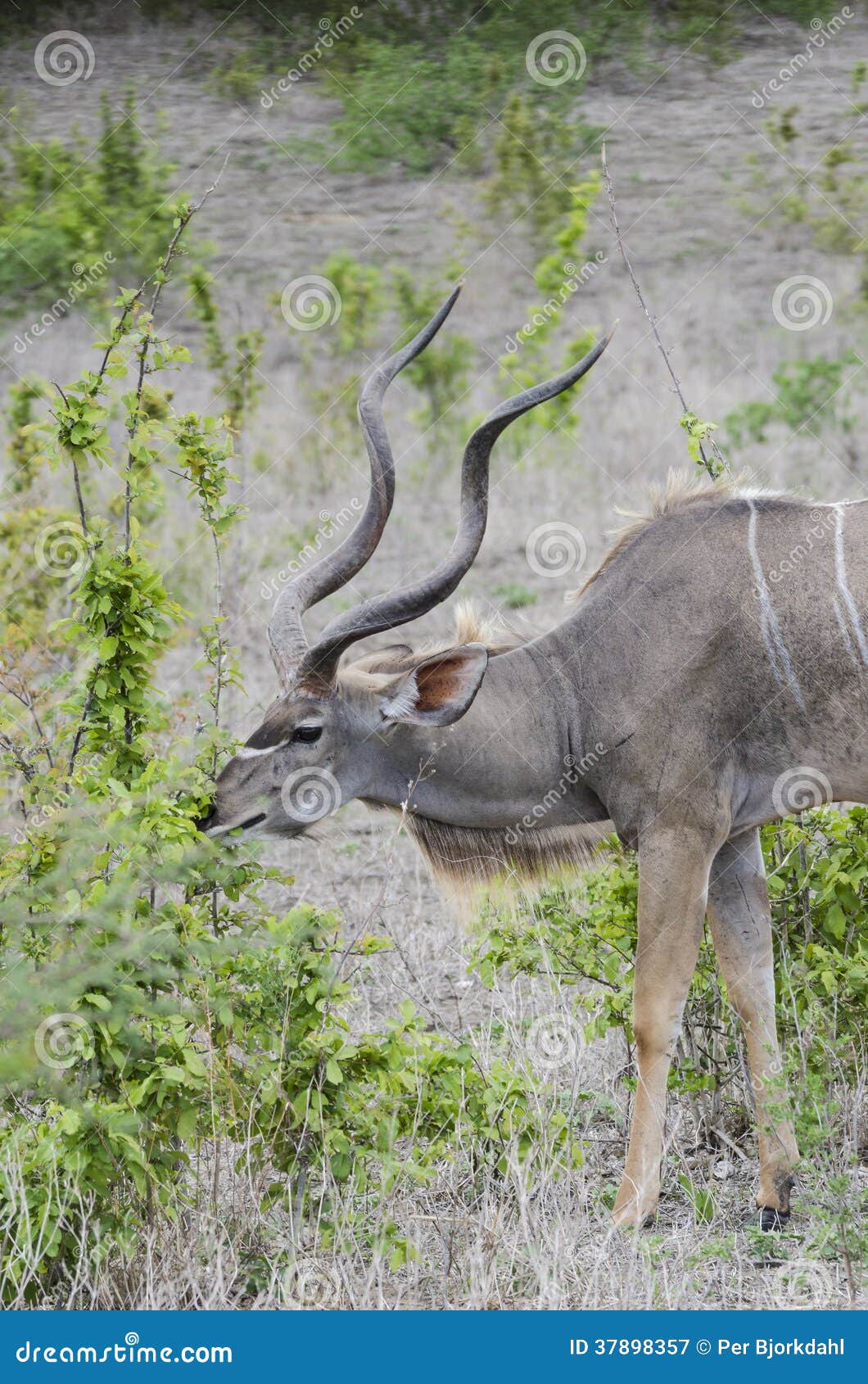 Greater kudu feeding stock image. Image of feeding, animal - 37898357