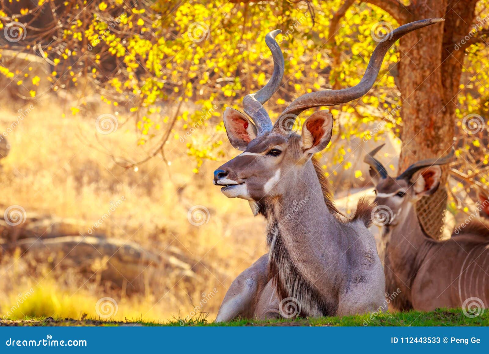 Greater Kudu stock image. Image of bovidae, color, antelope - 112443533