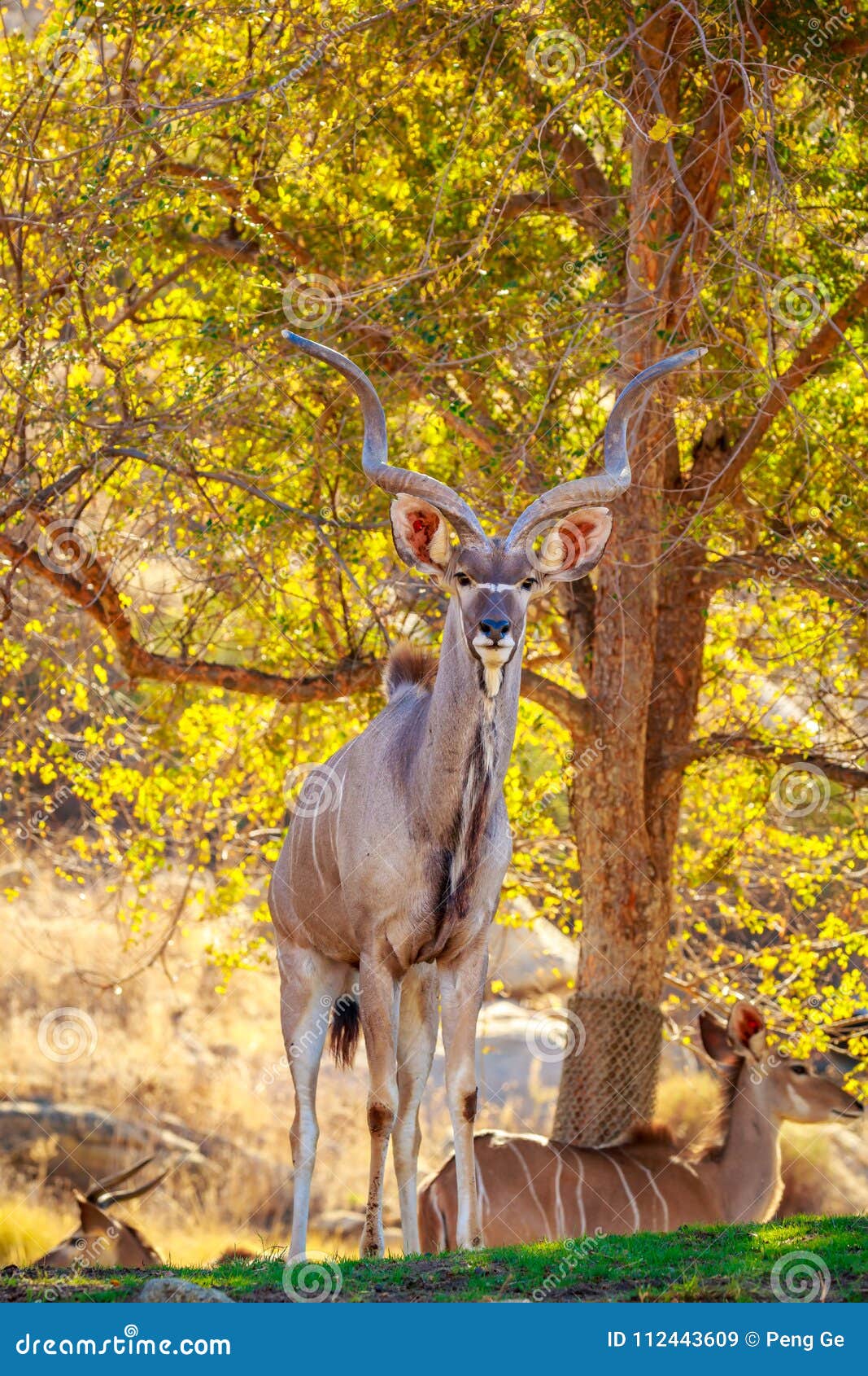 Greater Kudu stock image. Image of antilopinae, animal - 112443609