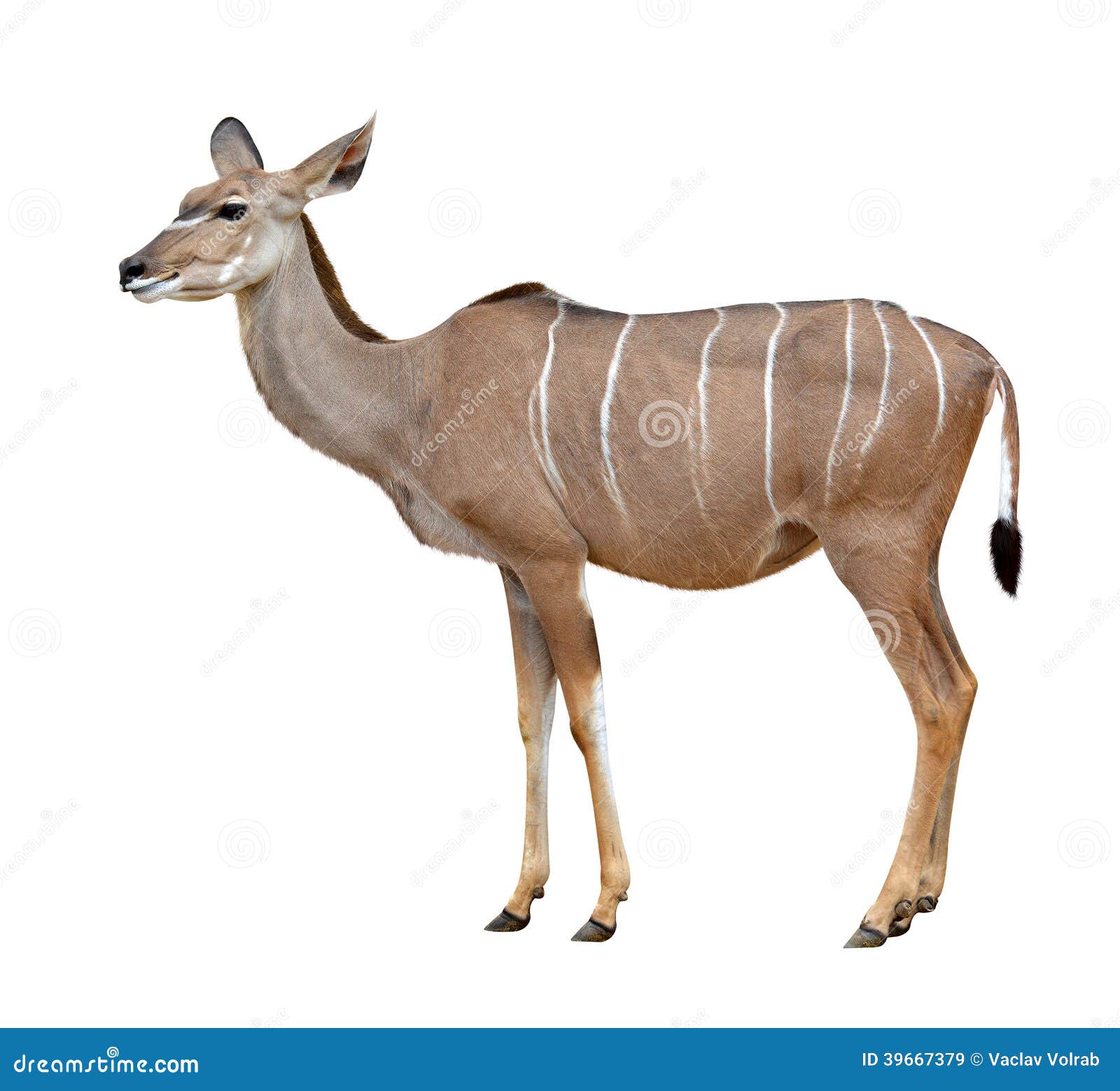Greater Kudu Tragelaphus Strepsiceros Male Head Portrait Drinking Alone ...